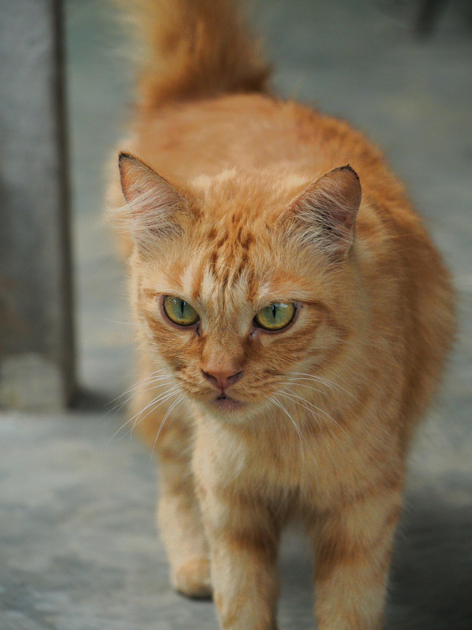 Cat Jpg Photos, Download The BEST Free Cat Jpg Stock Photos & HD Images