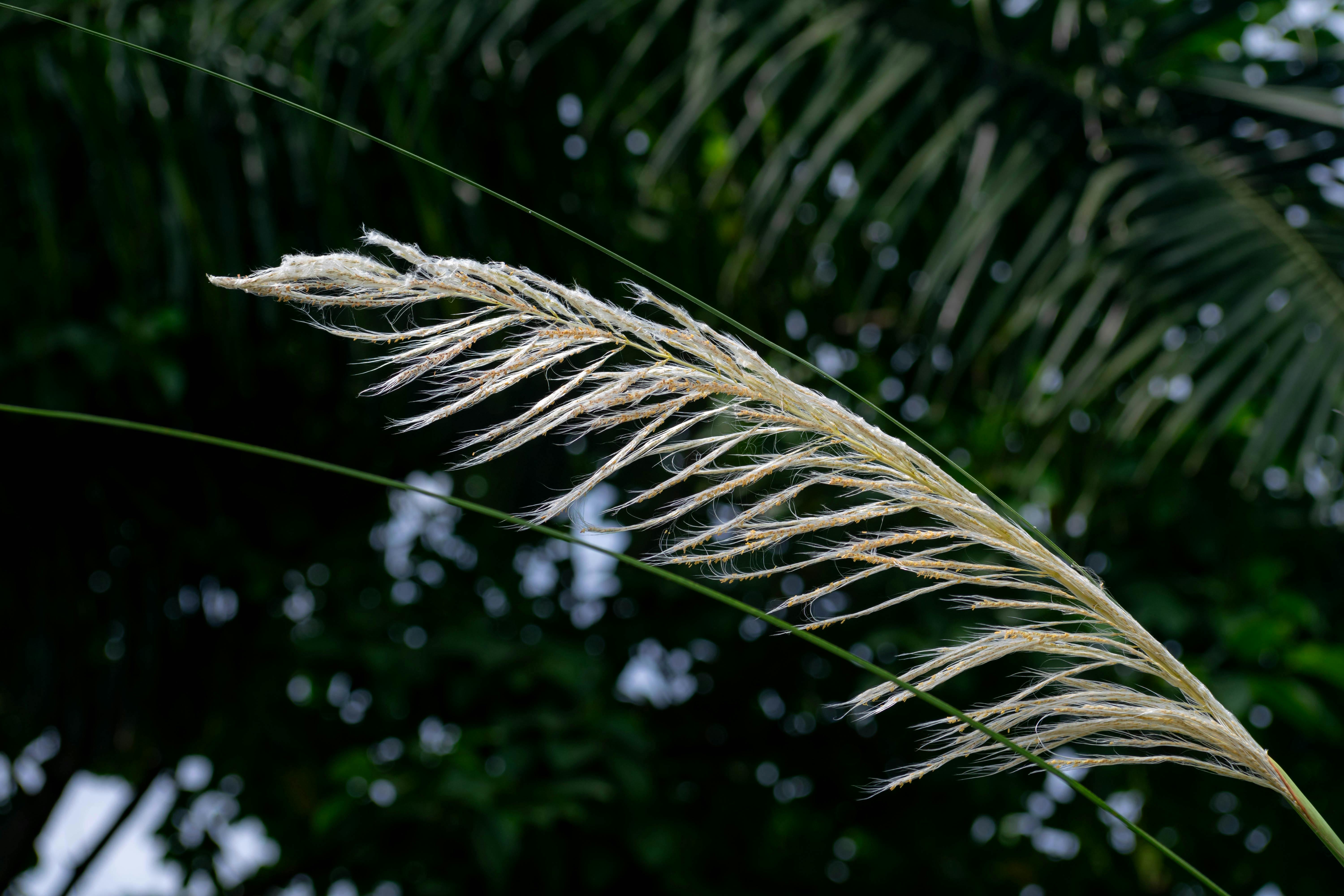 Kash Phool Against Lush Green Foliage in Autumn · Free Stock Photo