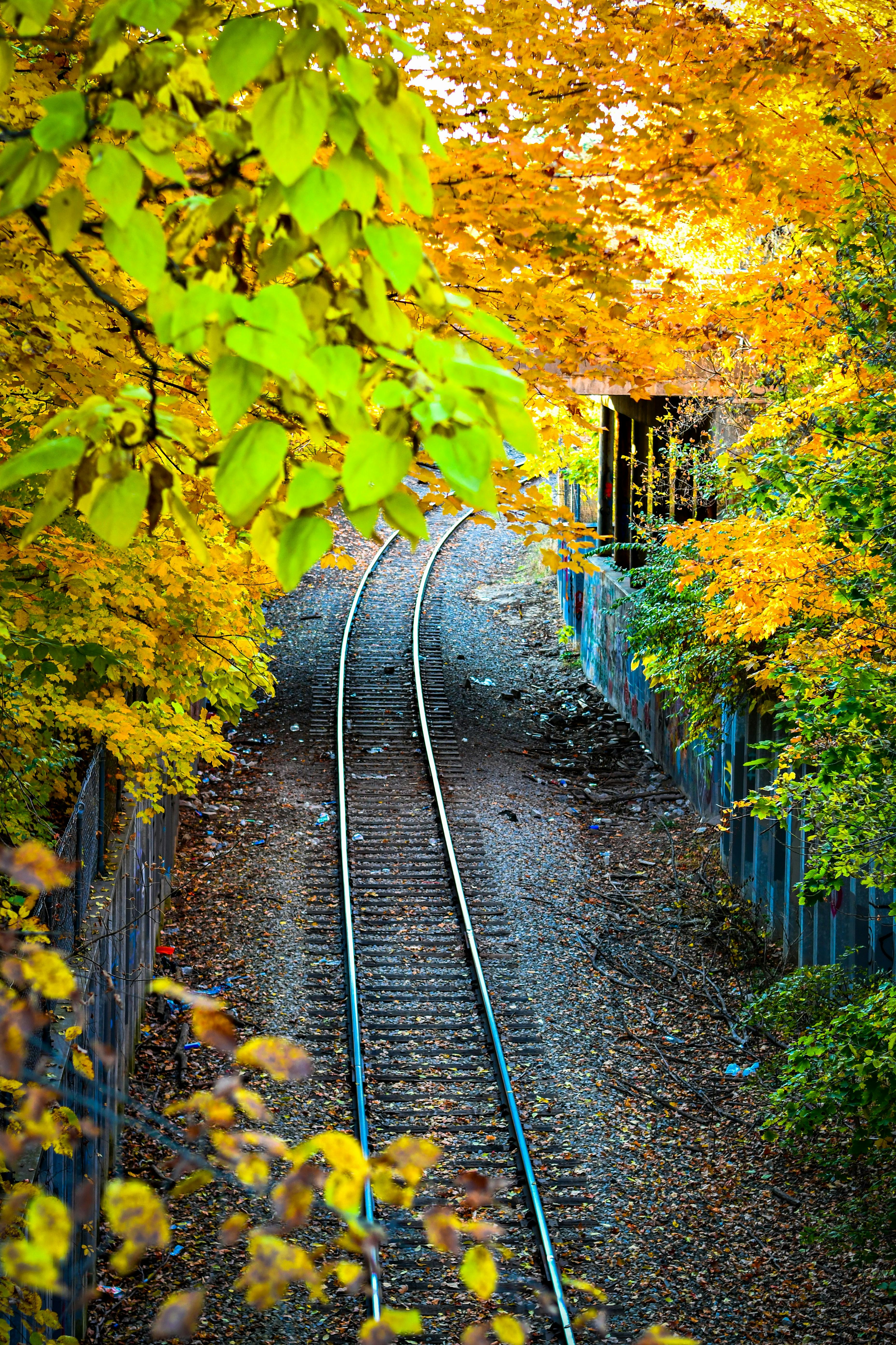 Vibrant Autumn Railroad Through Colorful Foliage · Free Stock Photo