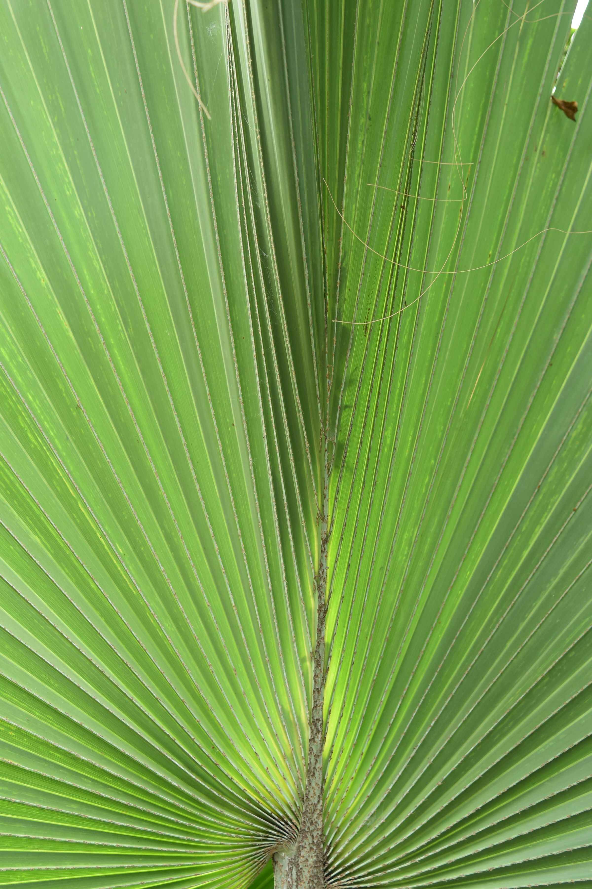 Close-Up of Green Palm Leaf Pattern · Free Stock Photo