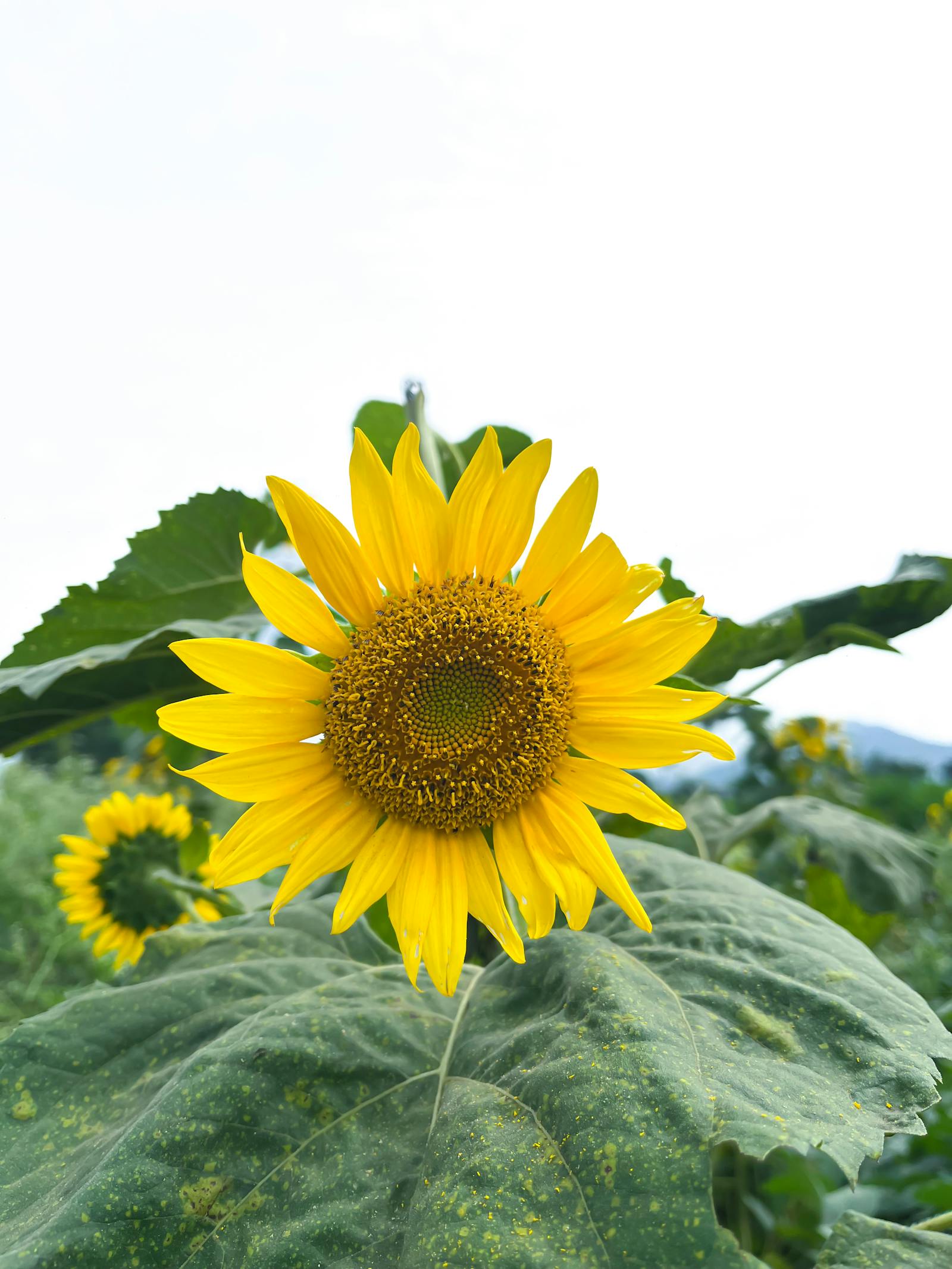 Micro+Bikinis+Gifs Photos, Download The BEST Free Micro+Bikinis+Gifs ...