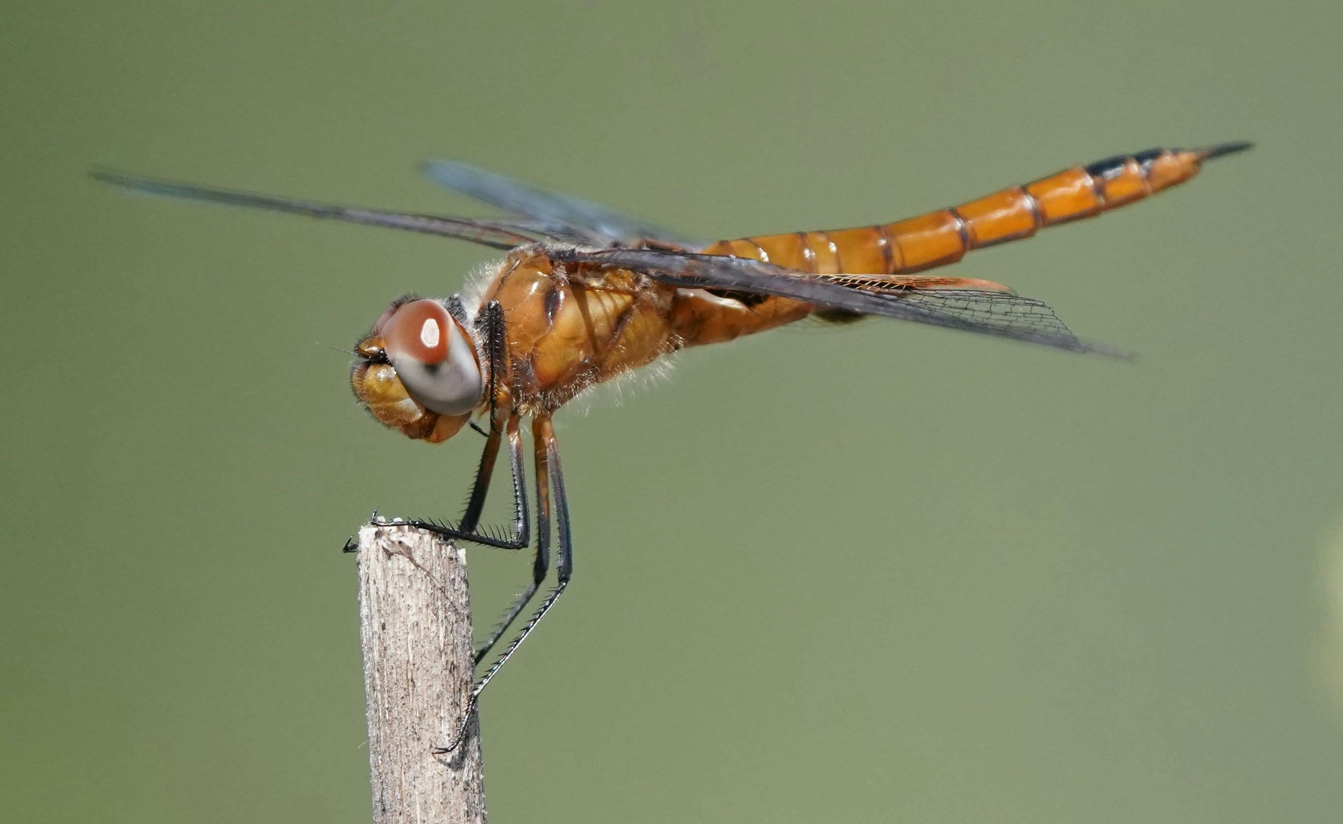 Scroller+Butterfly+Wings Photos, Download The BEST Free Scroller ...