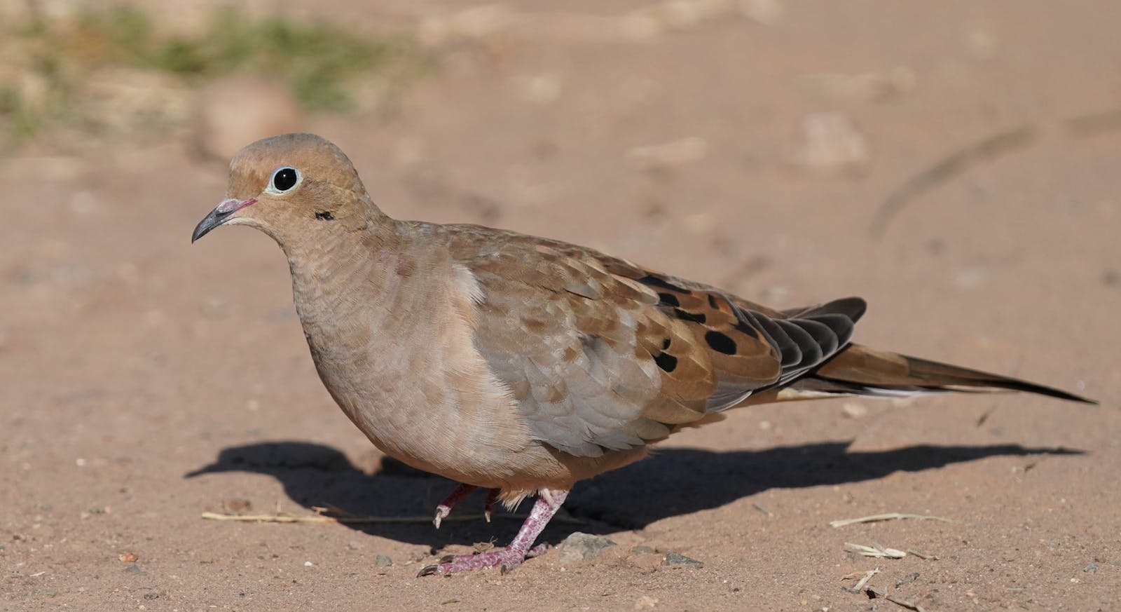Mourning Dove Photos, Download The BEST Free Mourning Dove Stock Photos ...