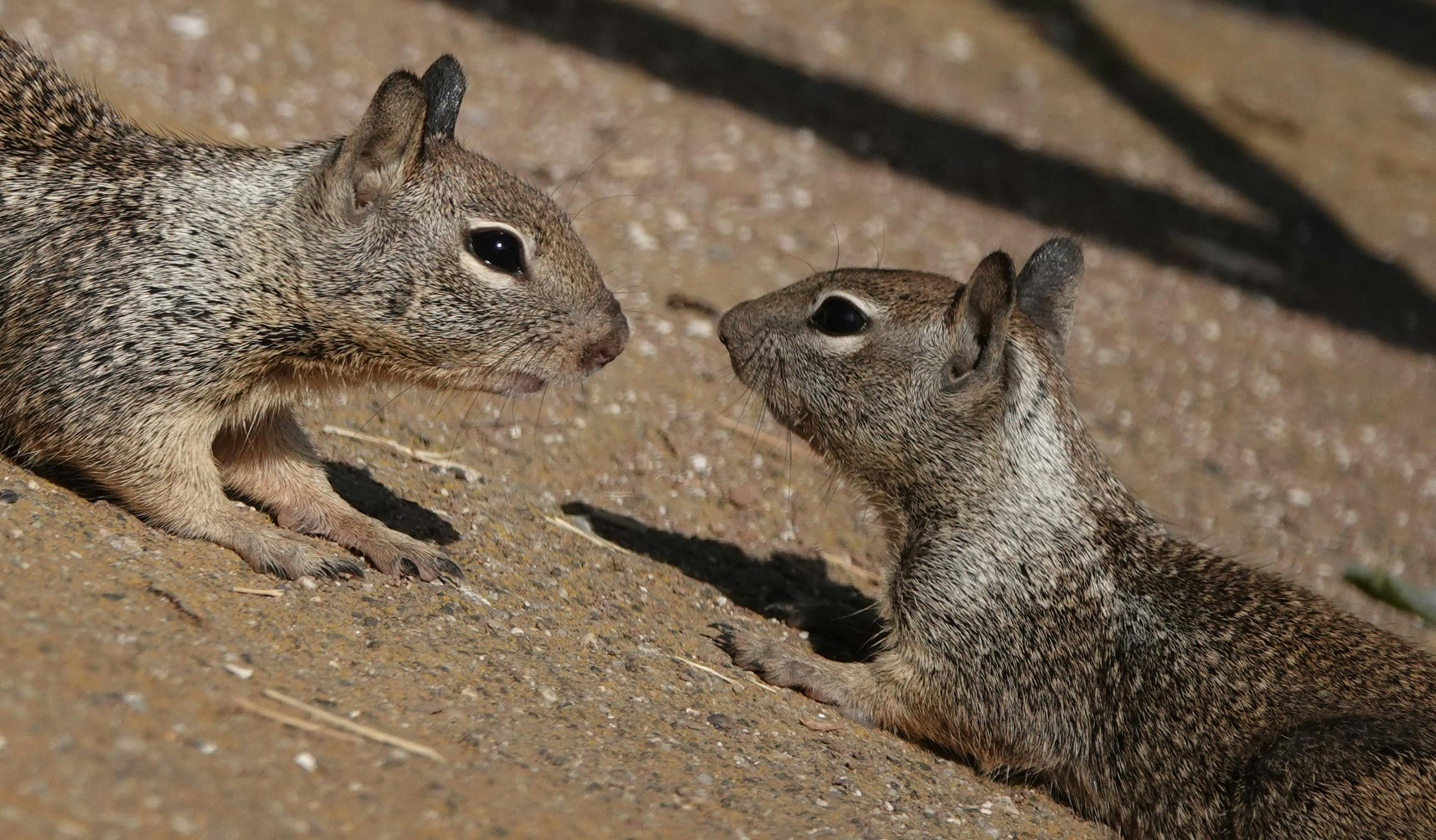 Mammals Photos, Download The BEST Free Mammals Stock Photos & HD Images