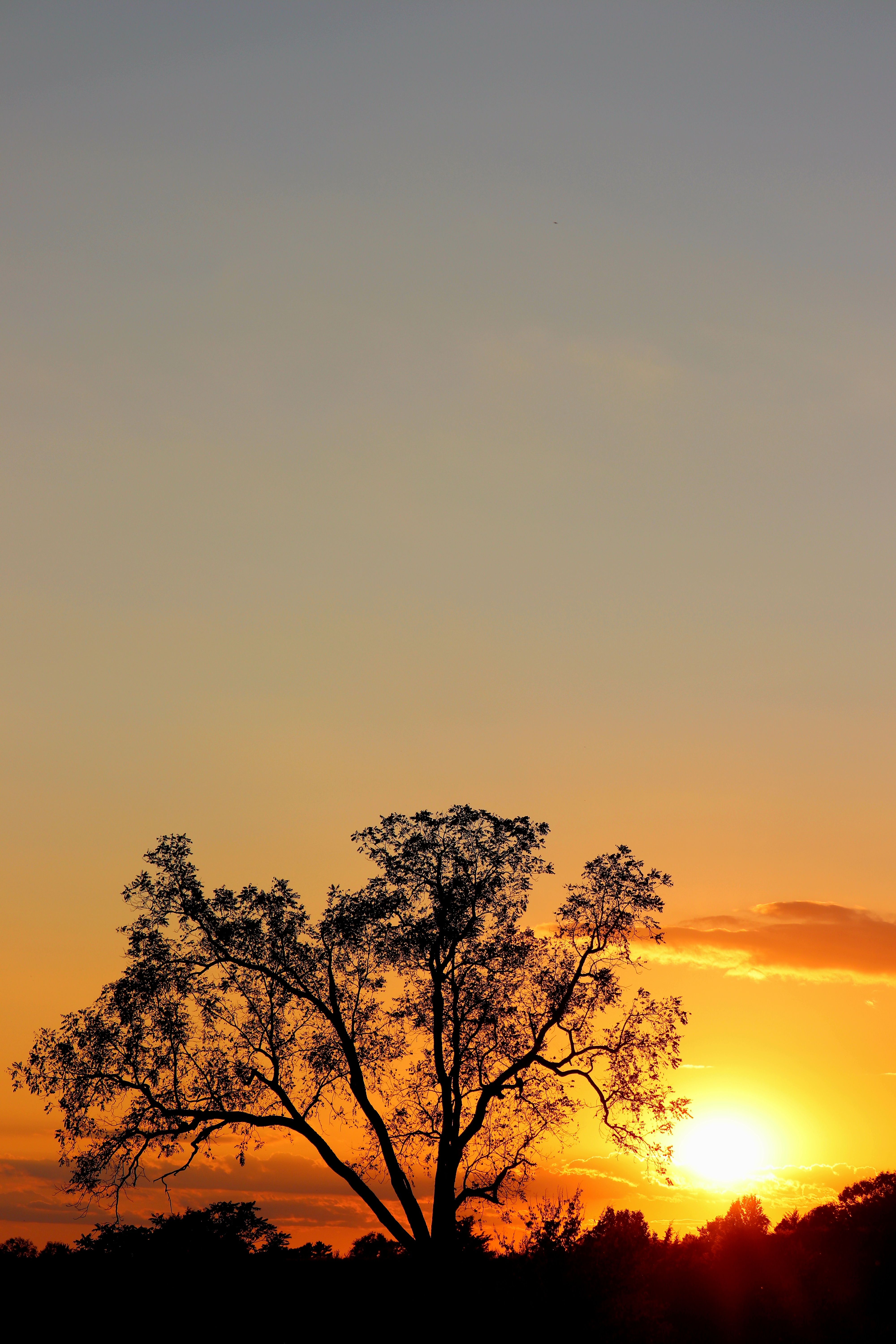 Sunset Tree Photos, Download The BEST Free Sunset Tree Stock Photos ...