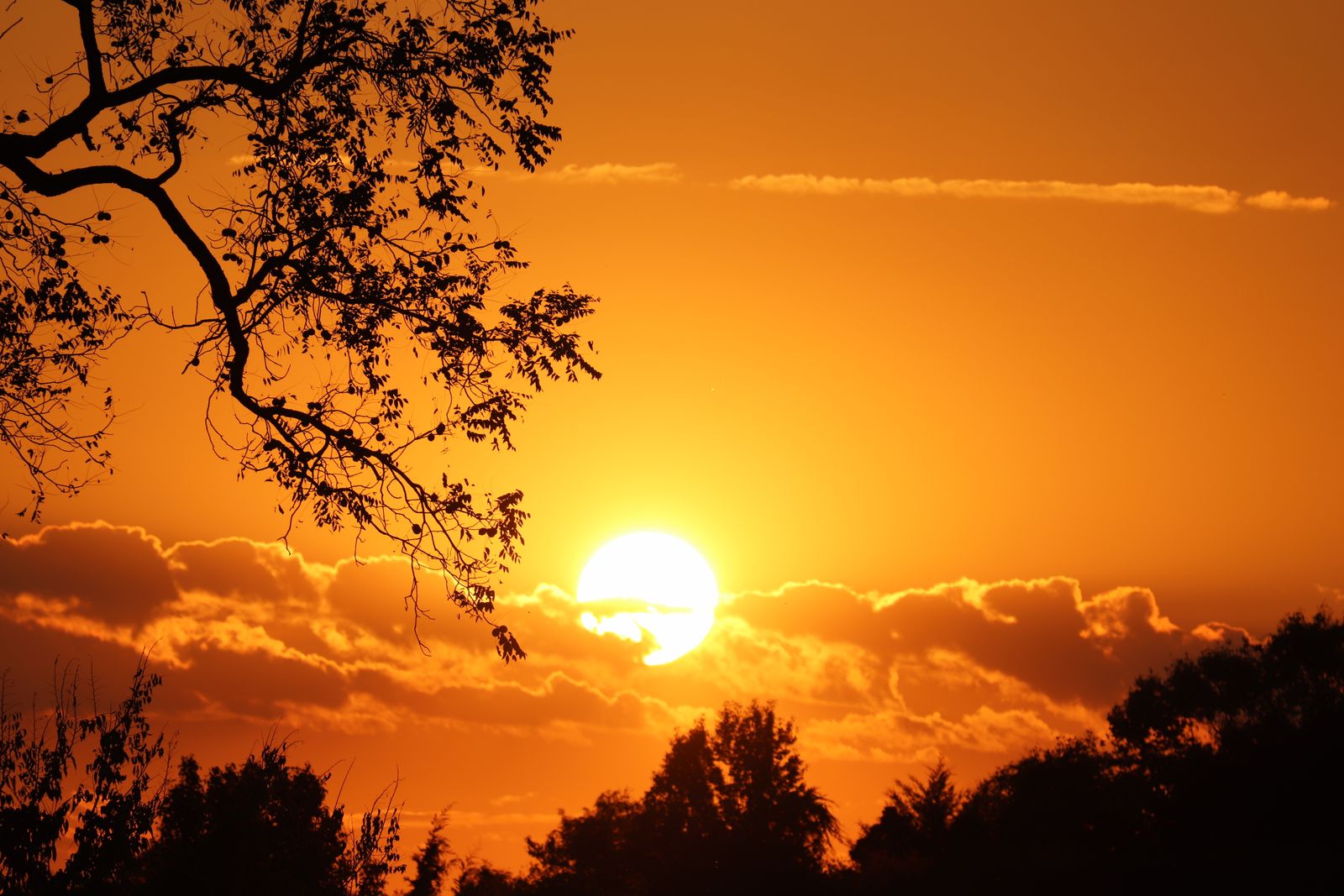 Orange Nature Photos, Download The BEST Free Orange Nature Stock Photos ...