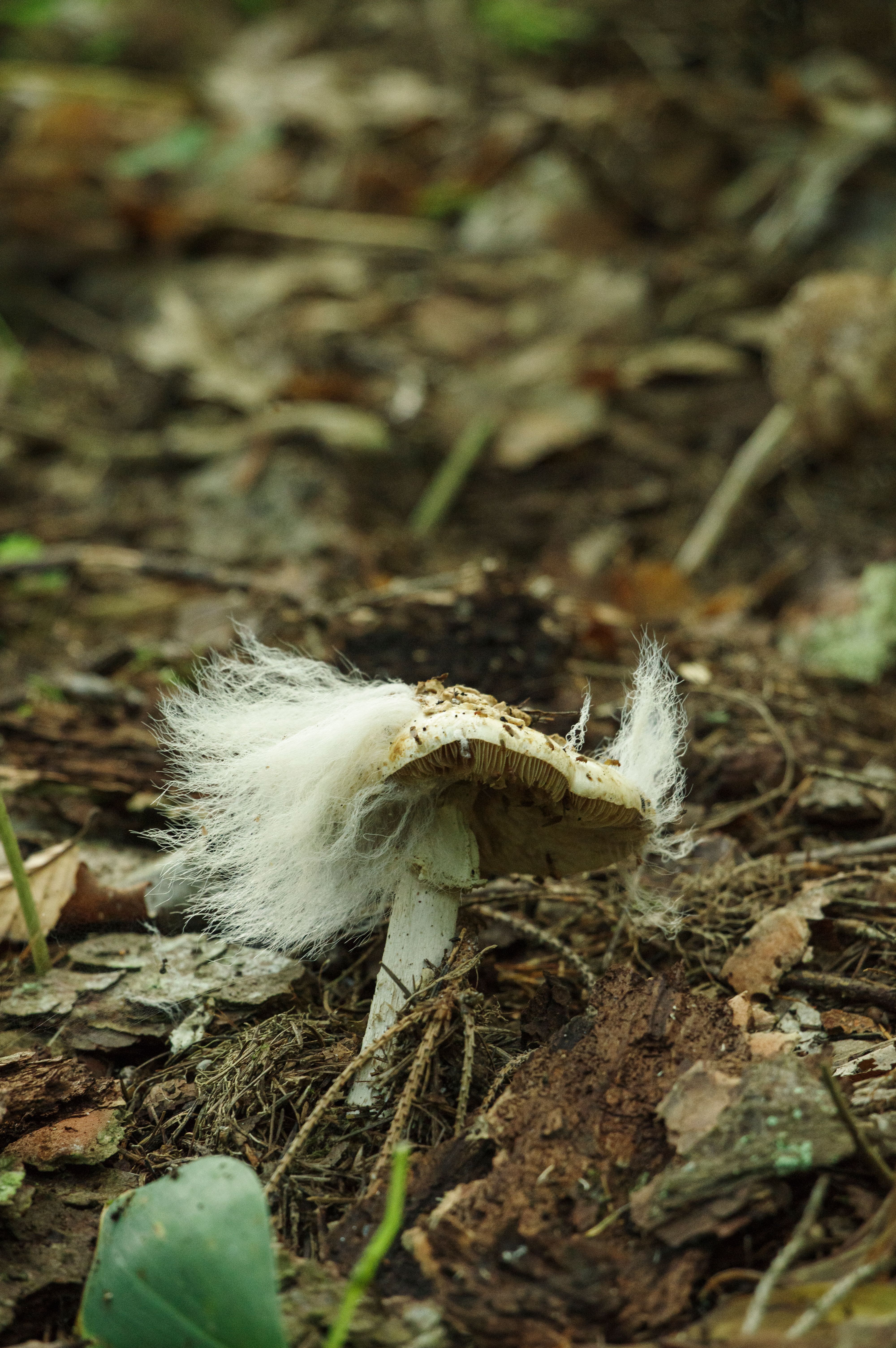 Unique Fungi with Fluffy Growth in Forest Setting · Free Stock Photo