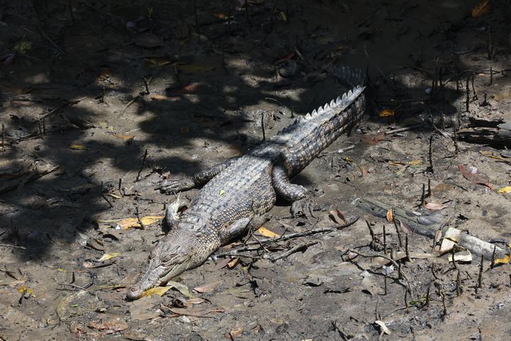 Estuarine Crocodile Facts for Observers and Researchers