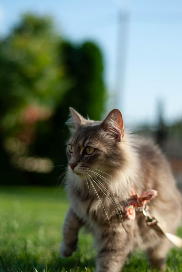 Cat Jpg Photos, Download The BEST Free Cat Jpg Stock Photos & HD Images