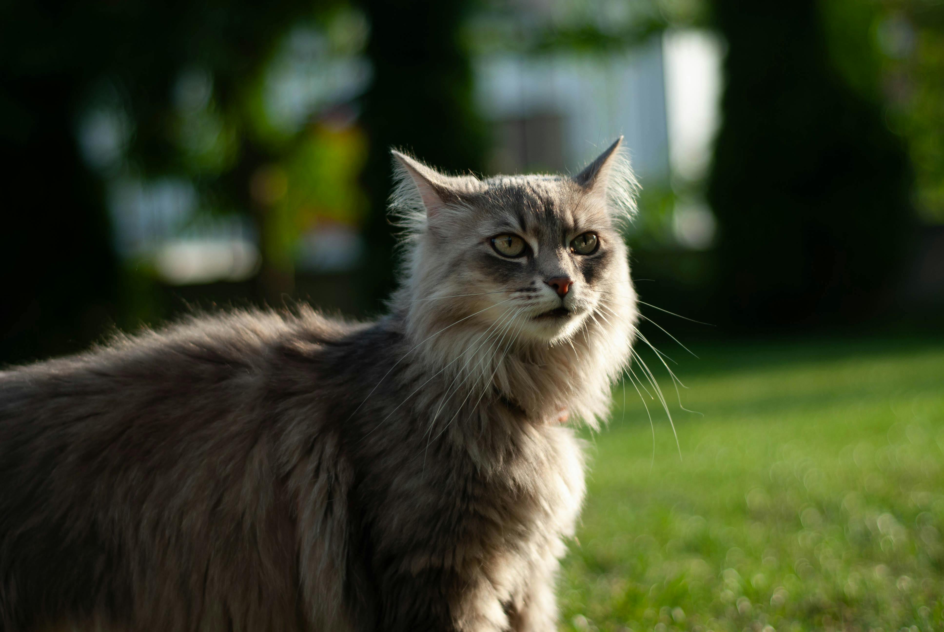 Cat Jpg Photos, Download The BEST Free Cat Jpg Stock Photos & HD Images