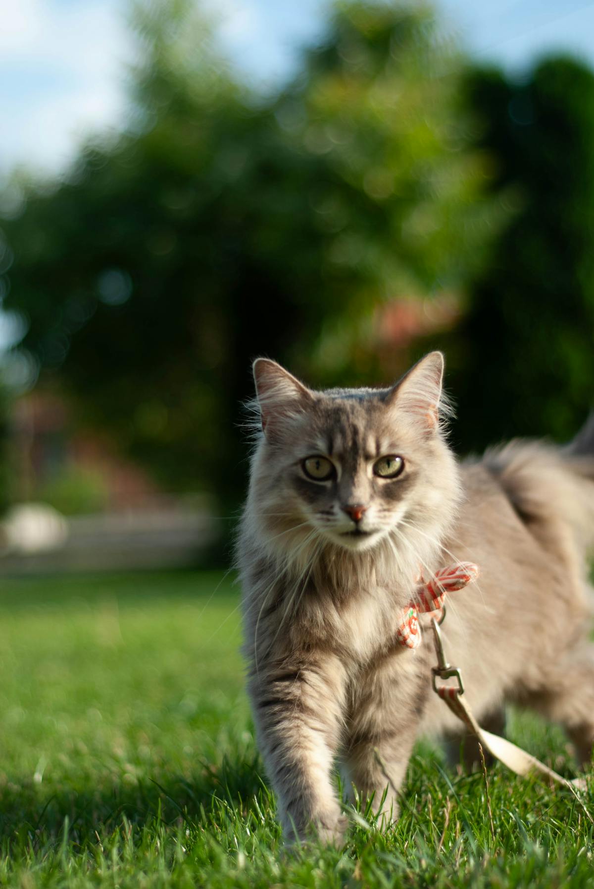 Cat Jpg Photos, Download The BEST Free Cat Jpg Stock Photos & HD Images