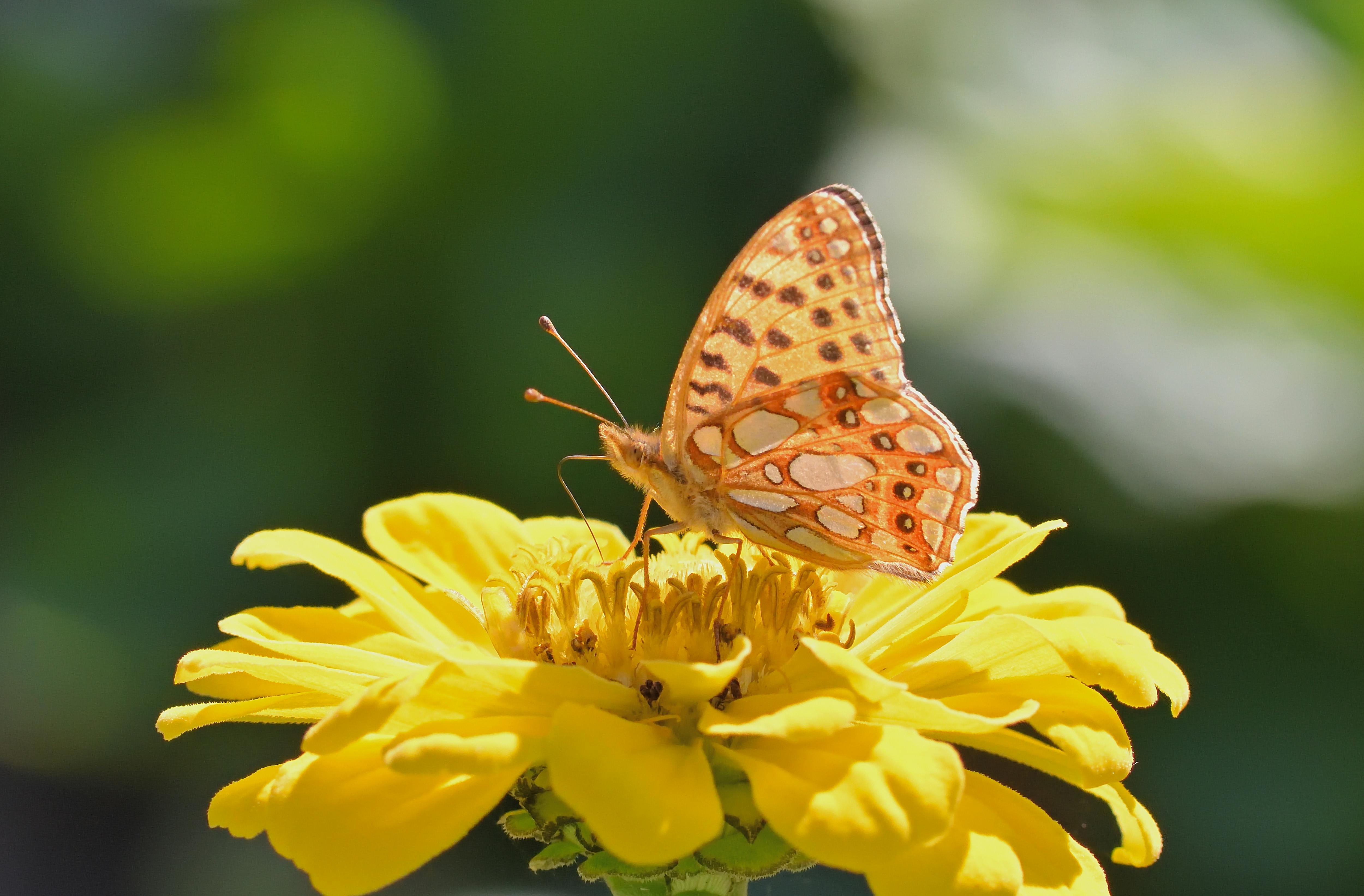 Shiny+Flower+Belinda+Bely Photos, Download The BEST Free Shiny+Flower ...