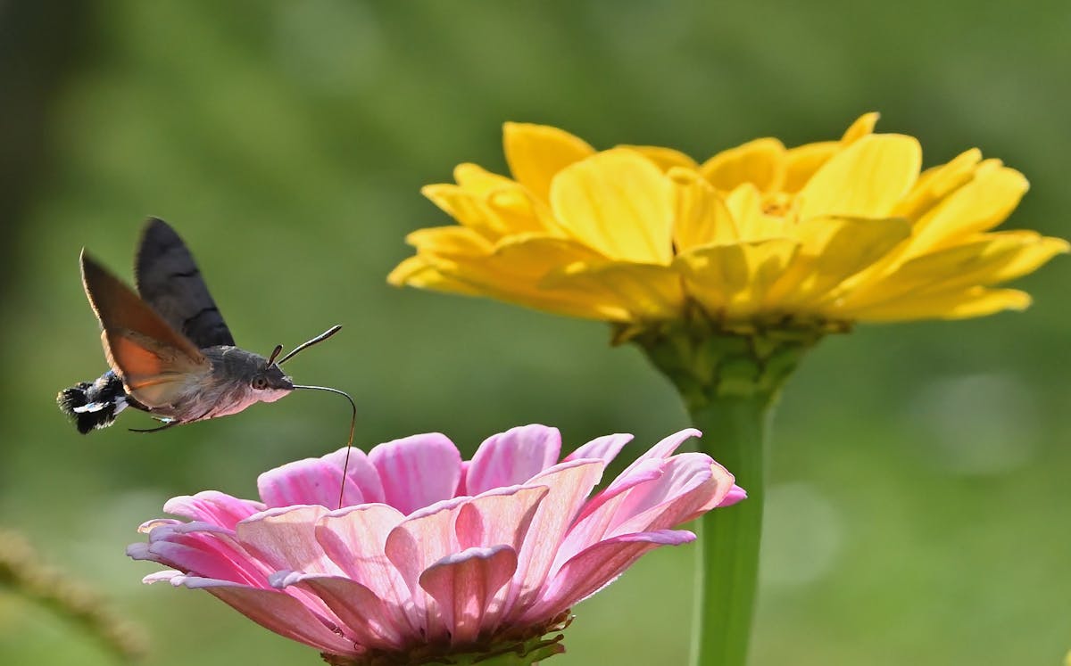 Free+Printable+Images+Of+Hummingbirds Photos, Download The BEST Free ...