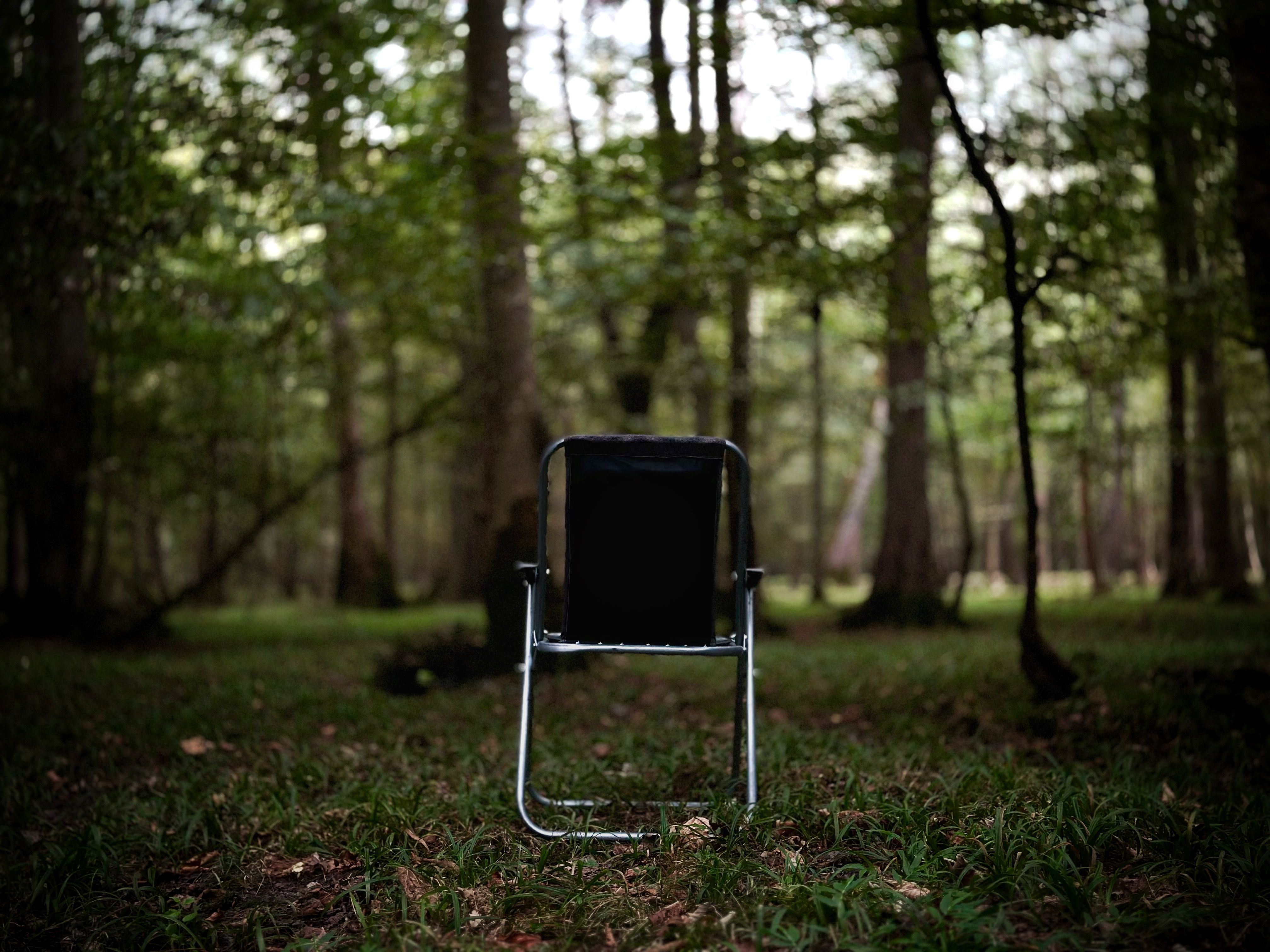 Solitary Chair in Lush Mazandaran Forest · Free Stock Photo