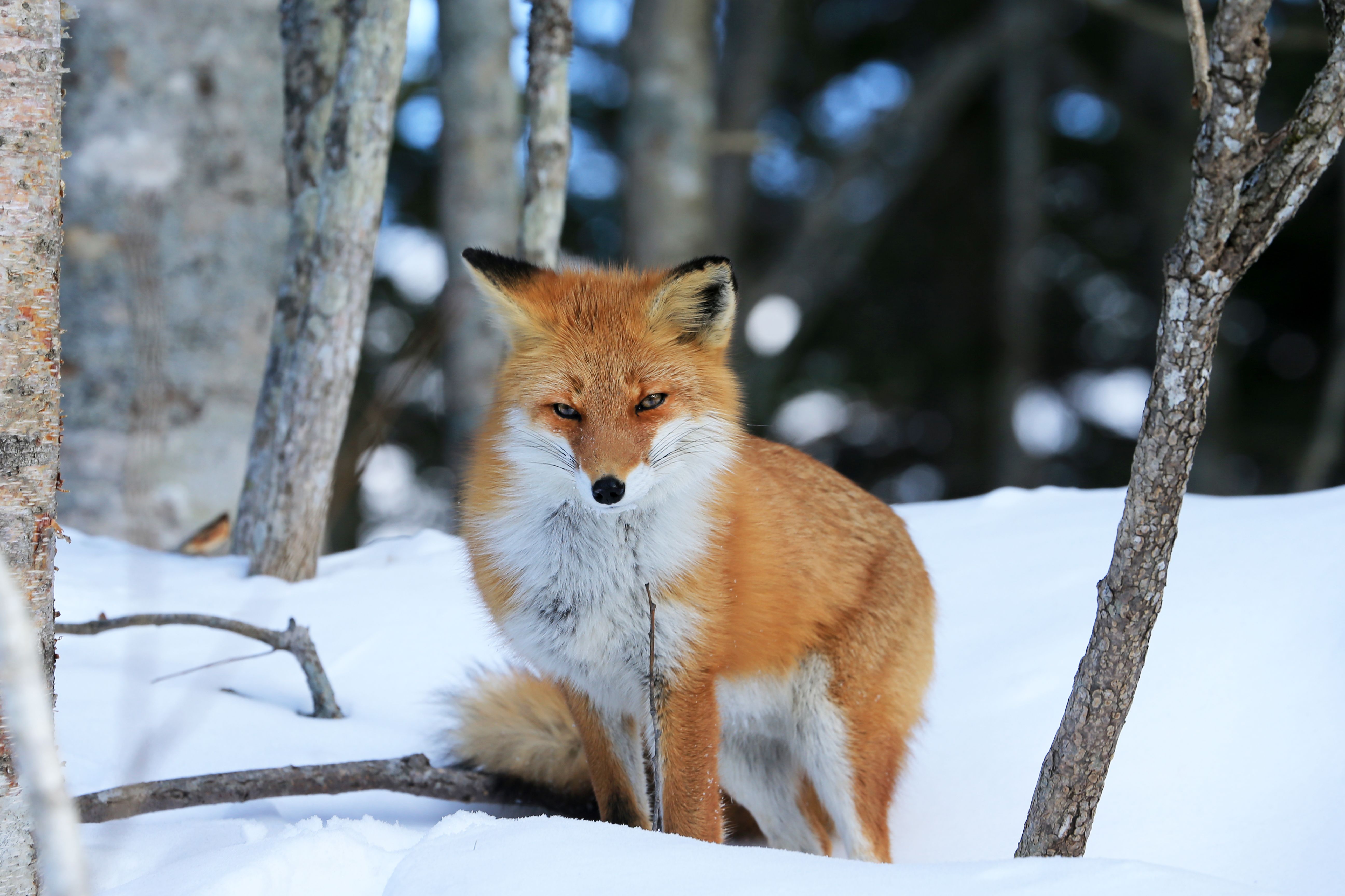 Red Fox in Snowy Forest Winter Scene · Free Stock Photo
