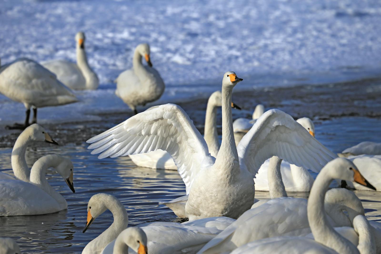 Dreamstime+Free+Images+Without+Watermark Photos, Download The BEST Free Dreamstime+Free+Images ...