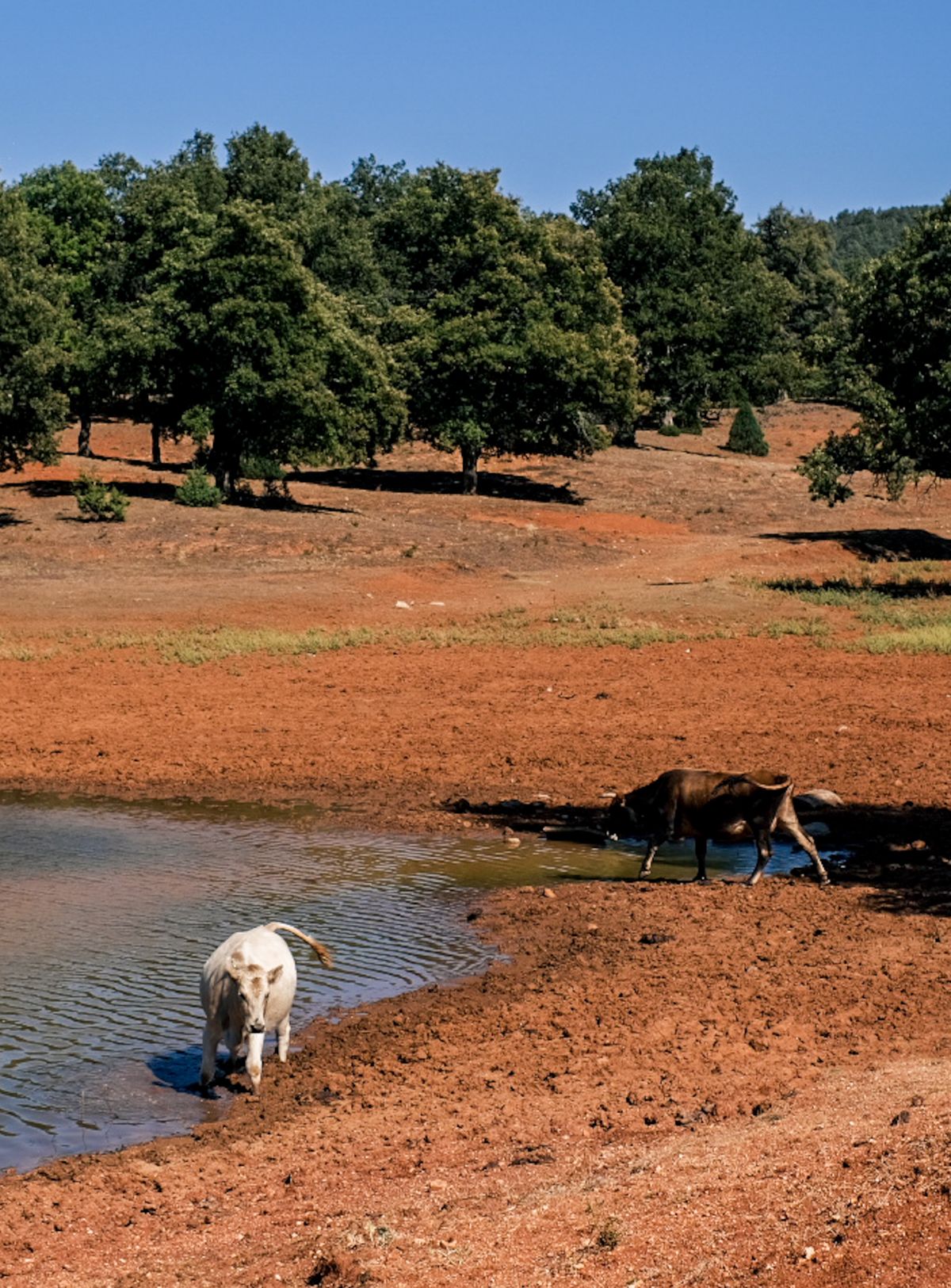 Farm Landscape Photos, Download The BEST Free Farm Landscape Stock ...