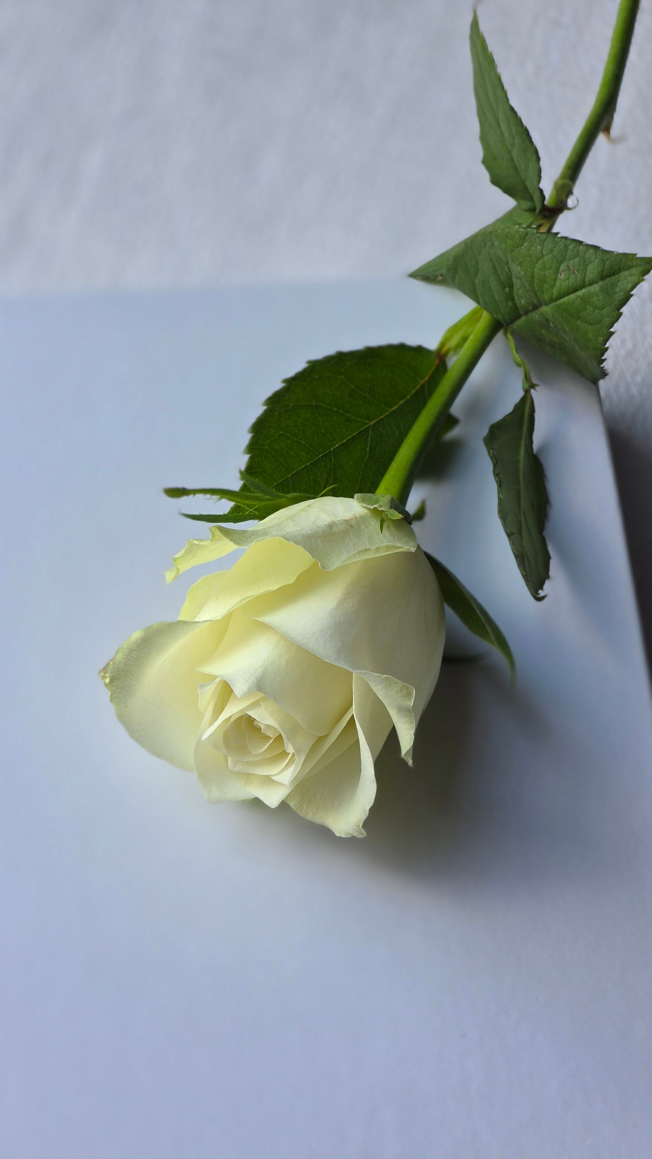 Simple Flower Photos, Download The BEST Free Simple Flower Stock Photos ...