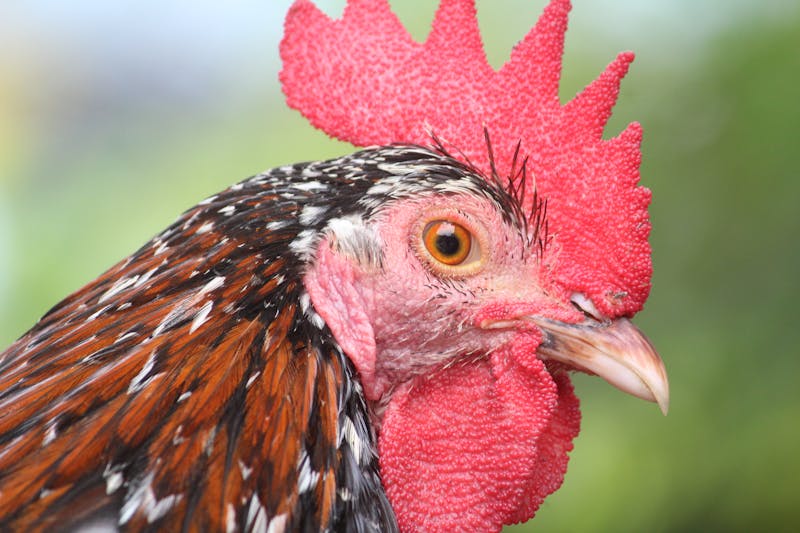 Dreamstime+Free+Images+Without+Watermark Photos, Download The BEST Free Dreamstime+Free+Images ...