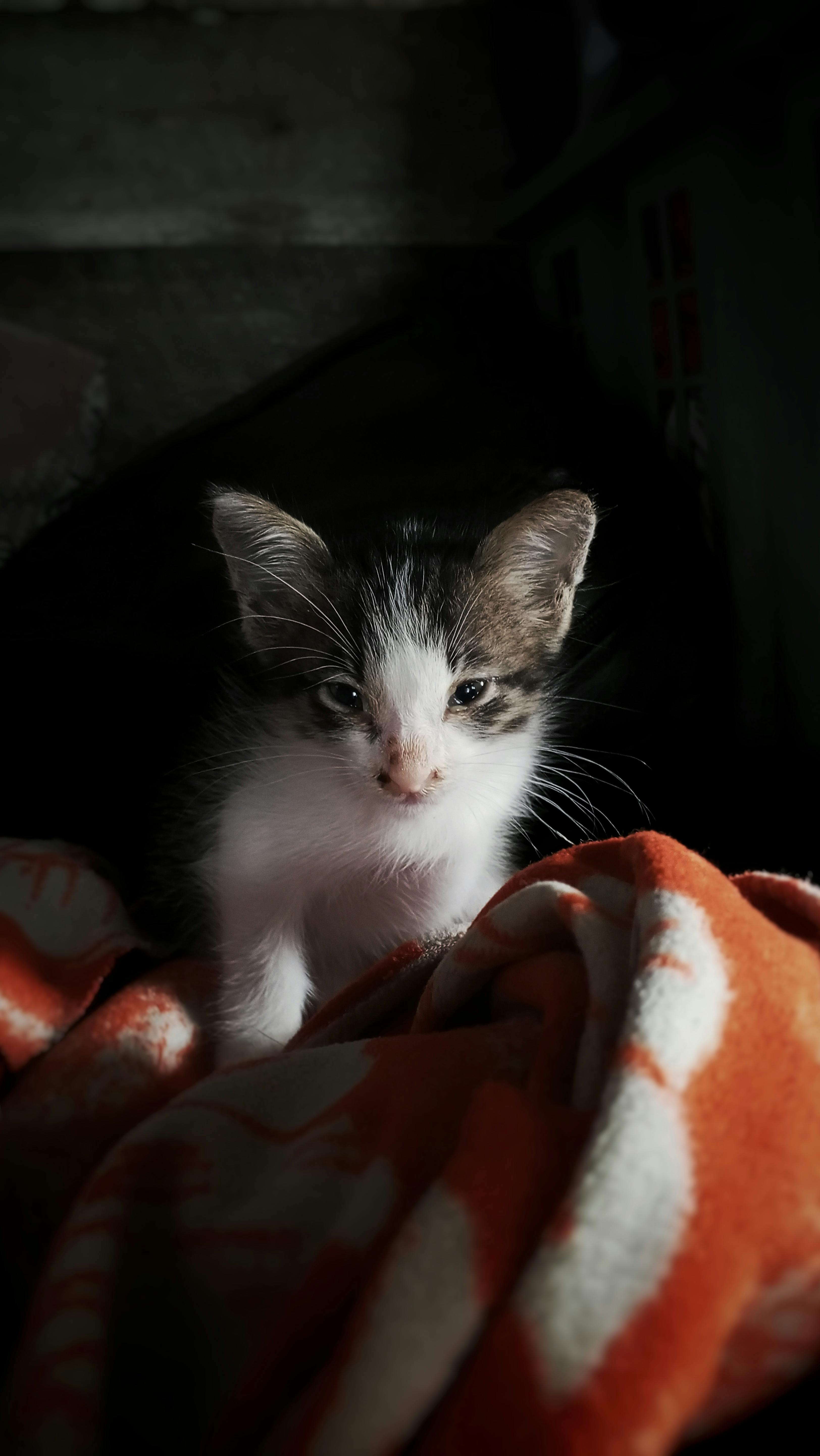 Cute Cat Dp Photos, Download The BEST Free Cute Cat Dp Stock Photos ...