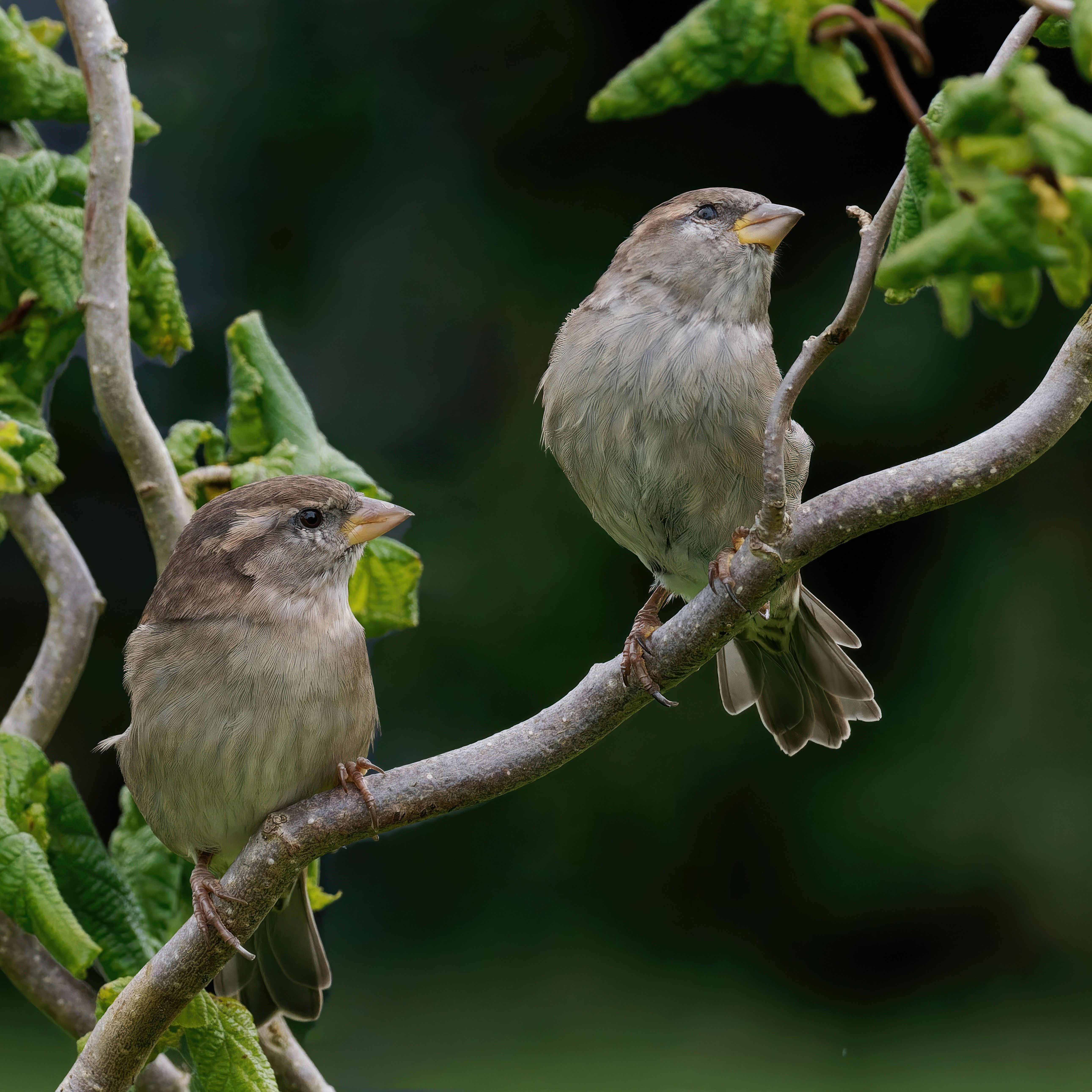 Two Sparrows Perched on Branch in Lush Greenery · Free Stock Photo