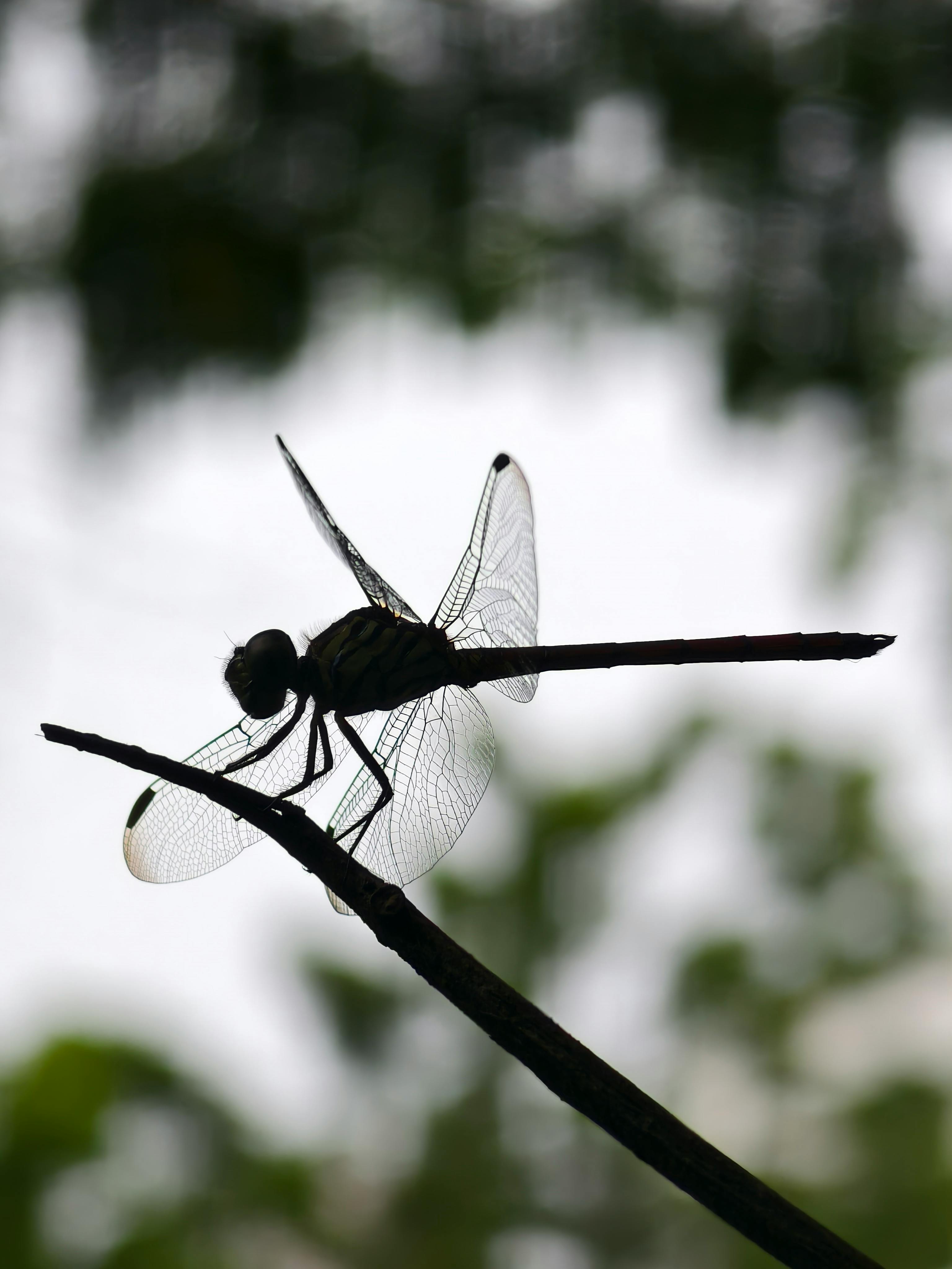 Fat+Black+Guy+Mugshot+Meme Photos, Download The BEST Free Fat+Black+Guy ...