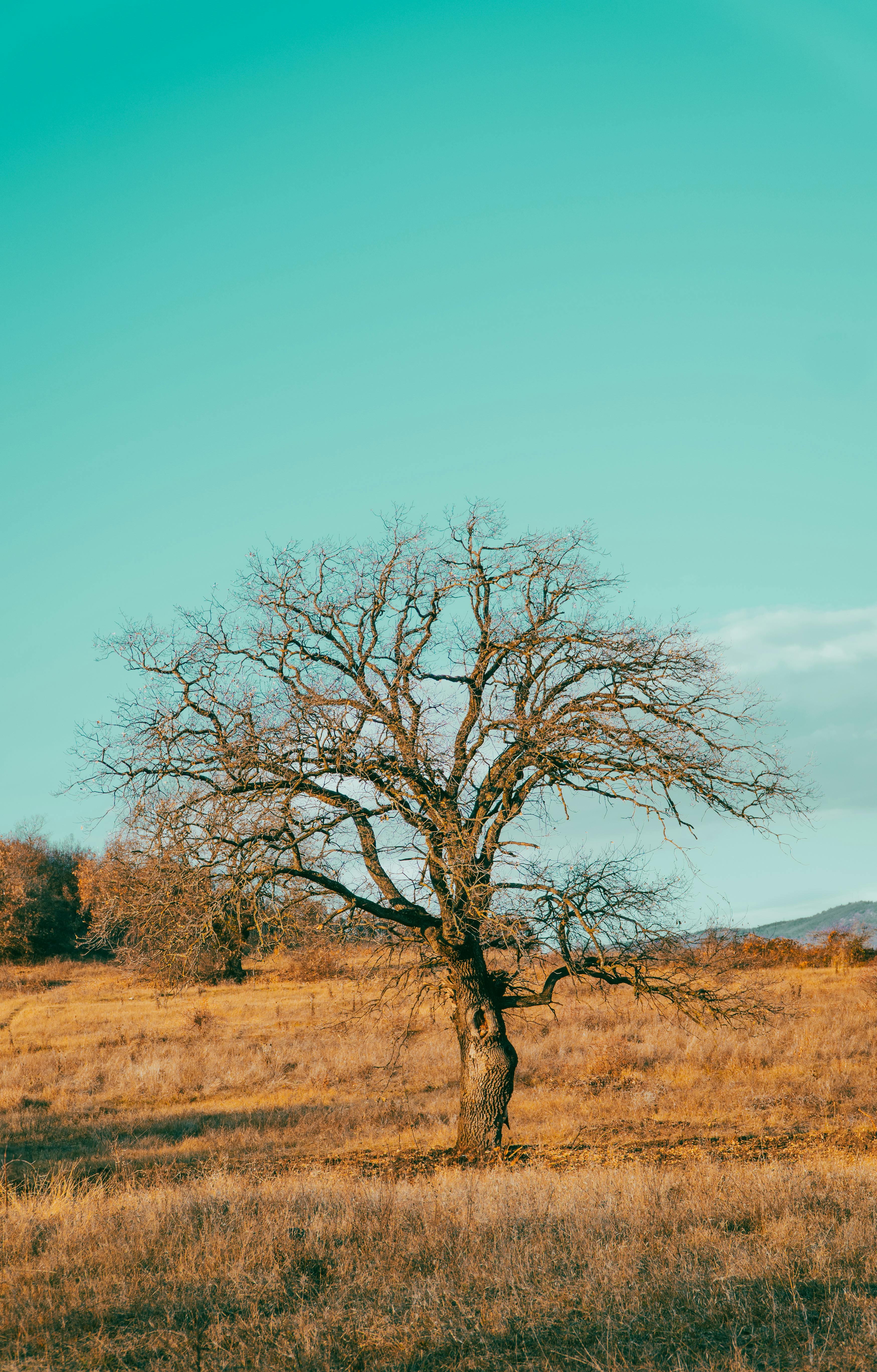 Calmness Photos, Download The BEST Free Calmness Stock Photos & HD Images