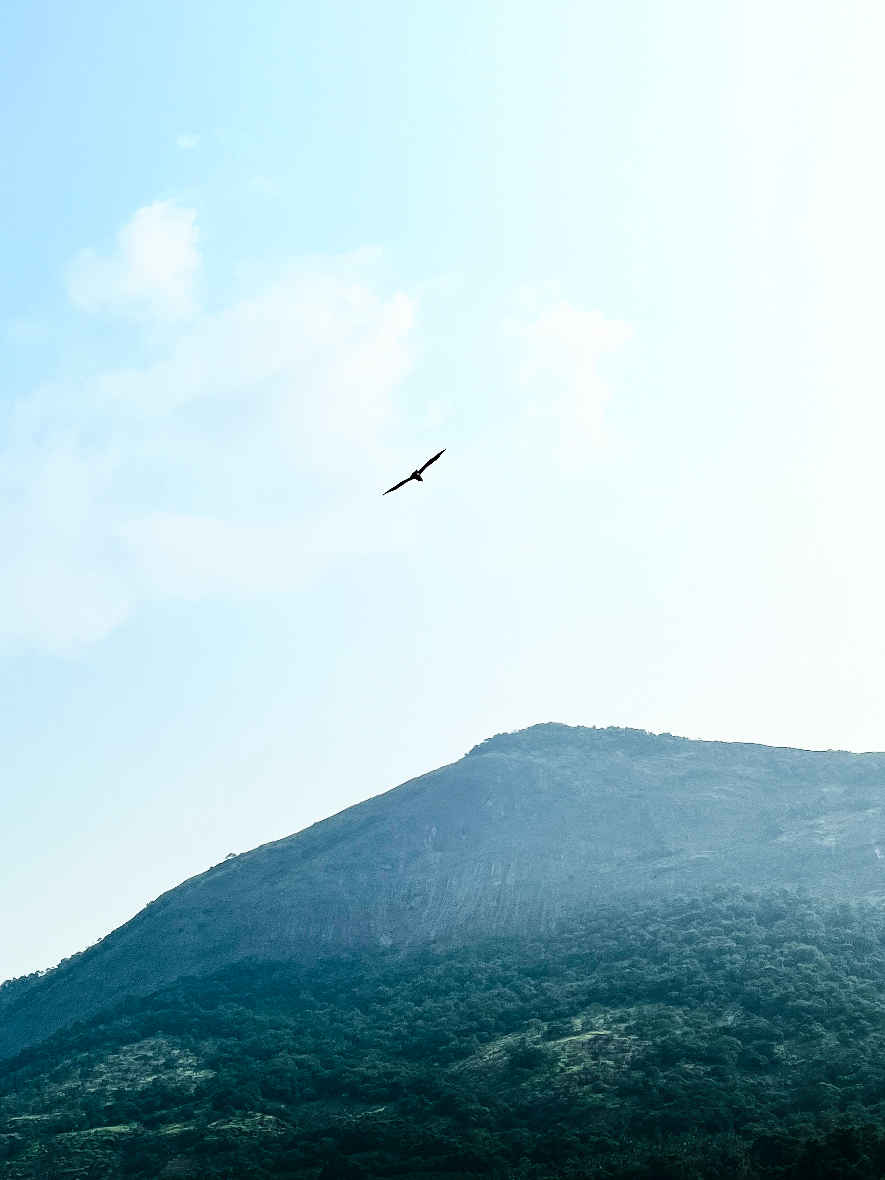 Solitary Bird Soaring Over Majestic Mountain · Free Stock Photo
