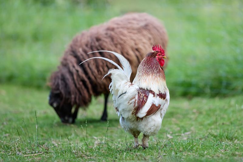 Magical Farm Photos, Download The BEST Free Magical Farm Stock Photos ...