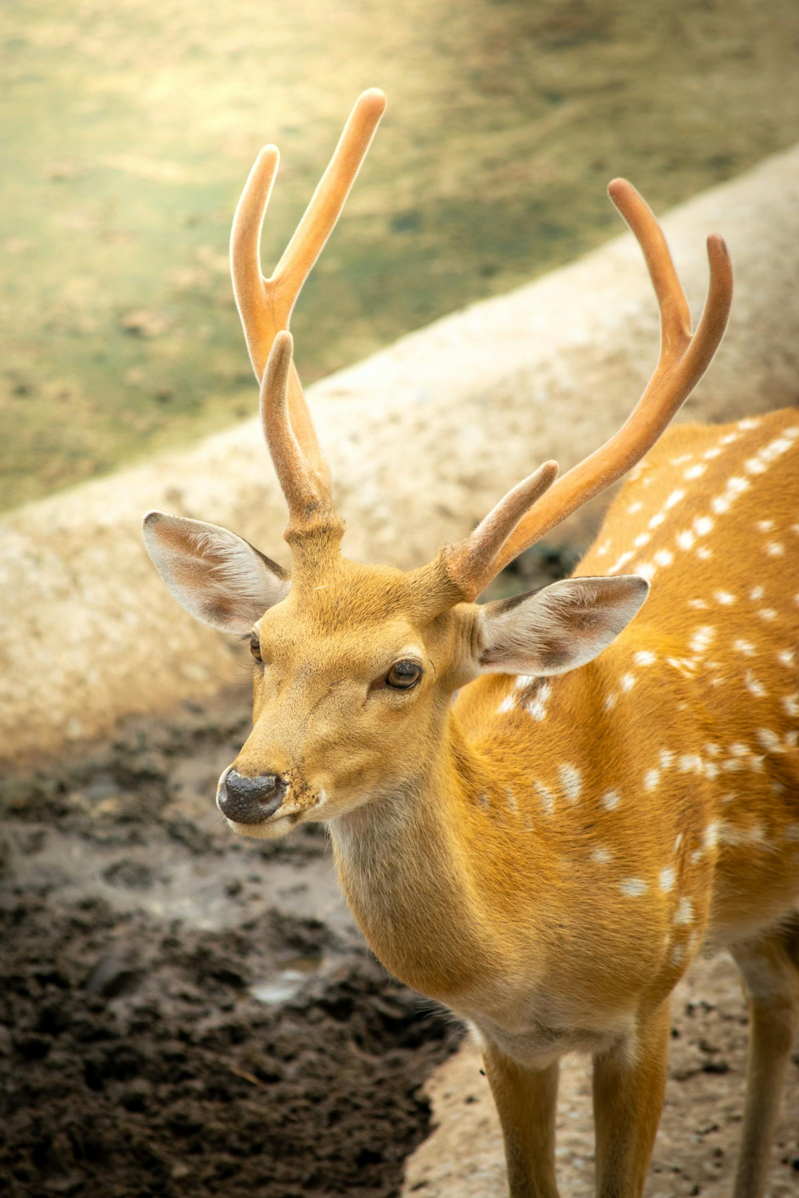 Caitlin+Clark+Legs+And+Feet Photos, Download The BEST Free Caitlin ...