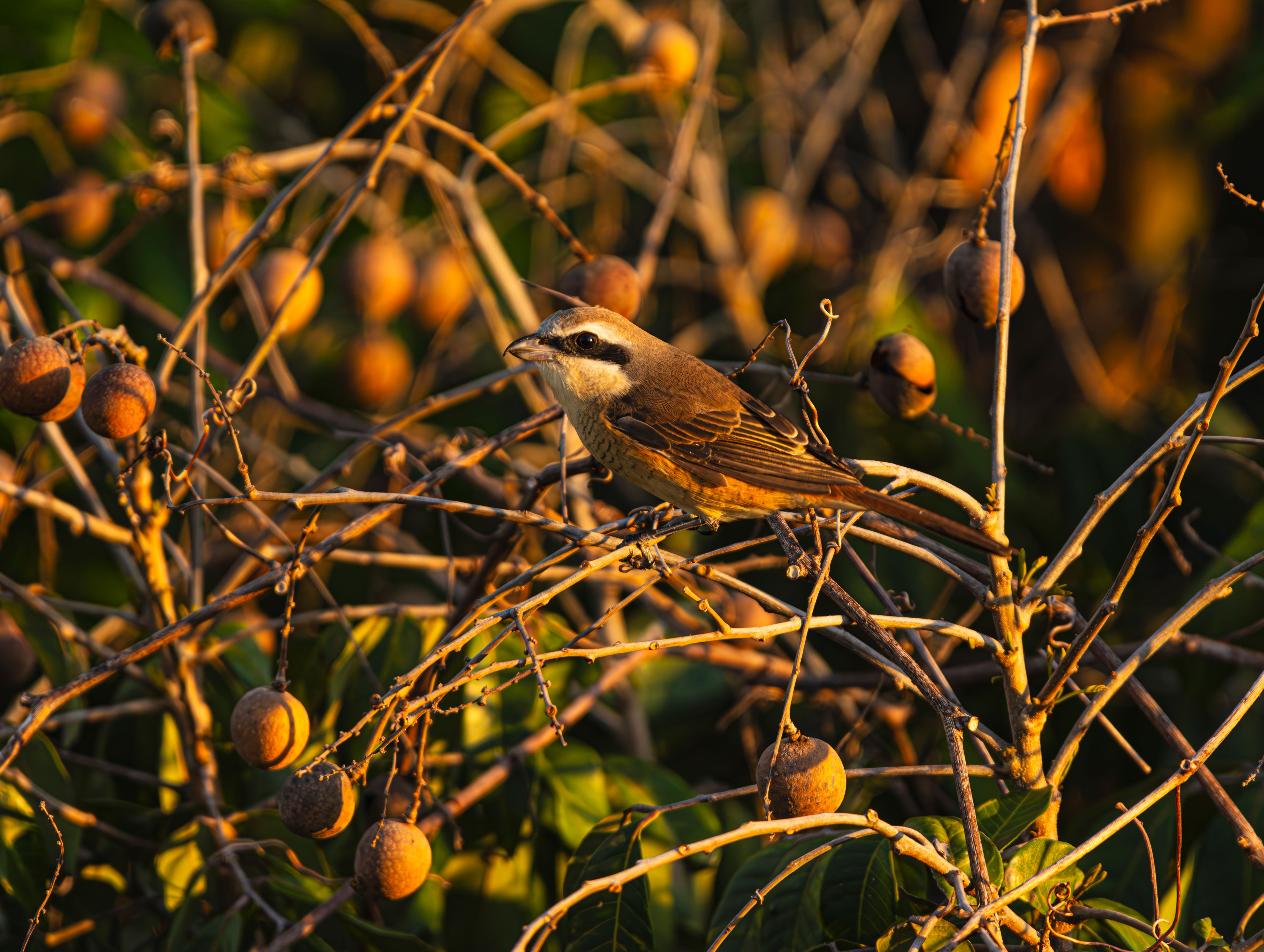 Wild Bird Photos, Download The BEST Free Wild Bird Stock Photos & HD Images