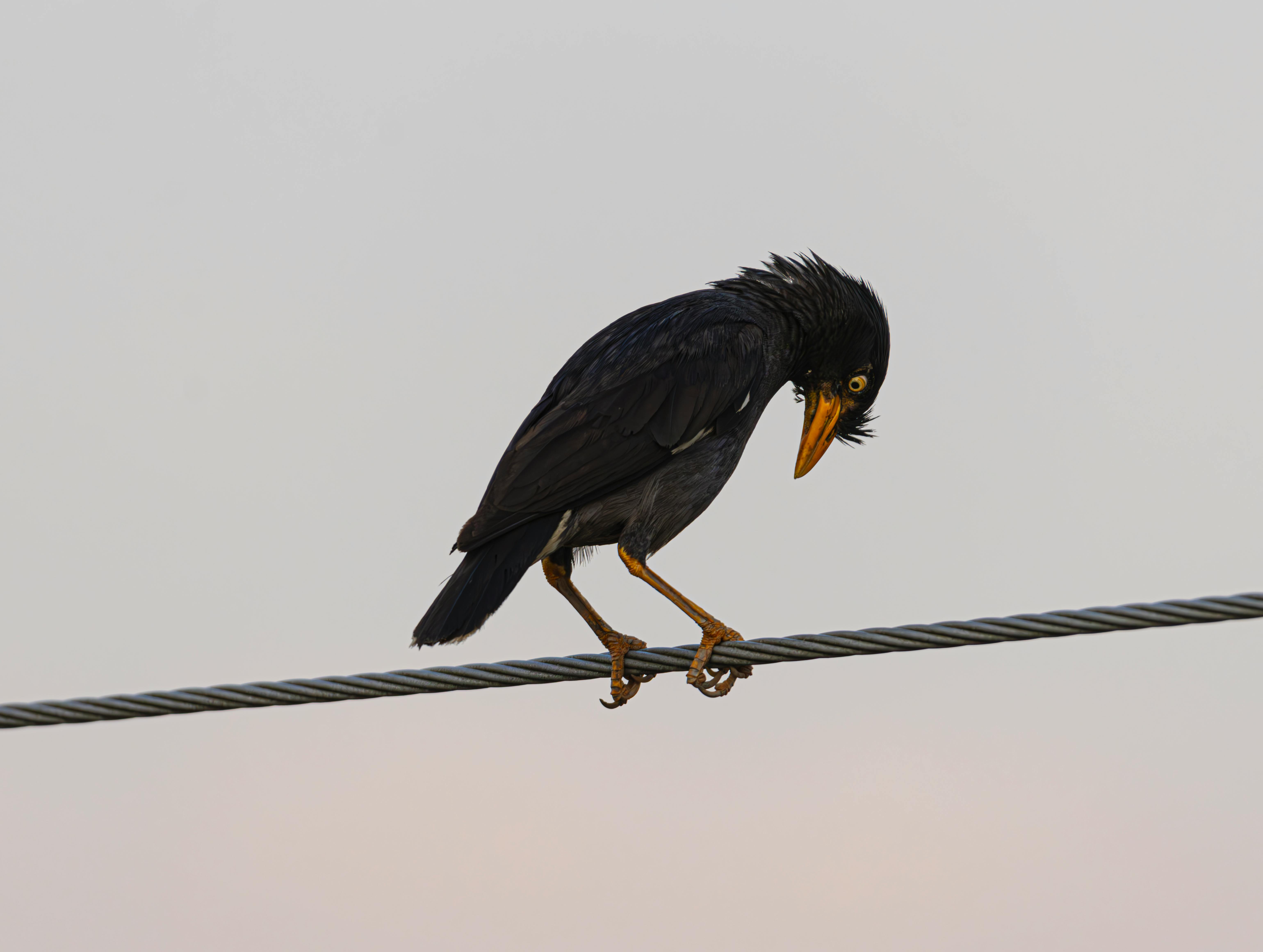 Wild Bird Photos, Download The BEST Free Wild Bird Stock Photos & HD Images