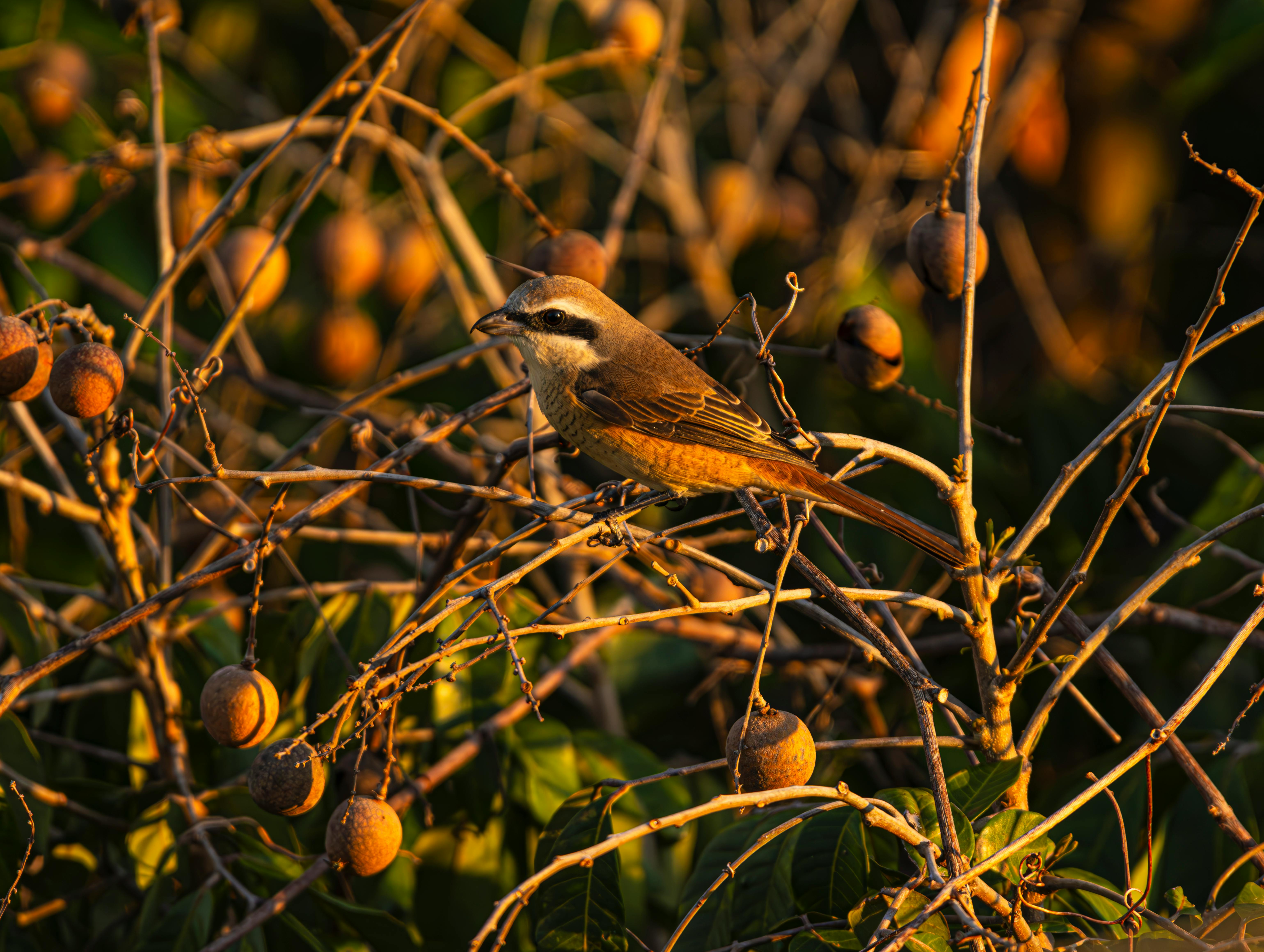 Twigs Photos, Download The BEST Free Twigs Stock Photos & HD Images