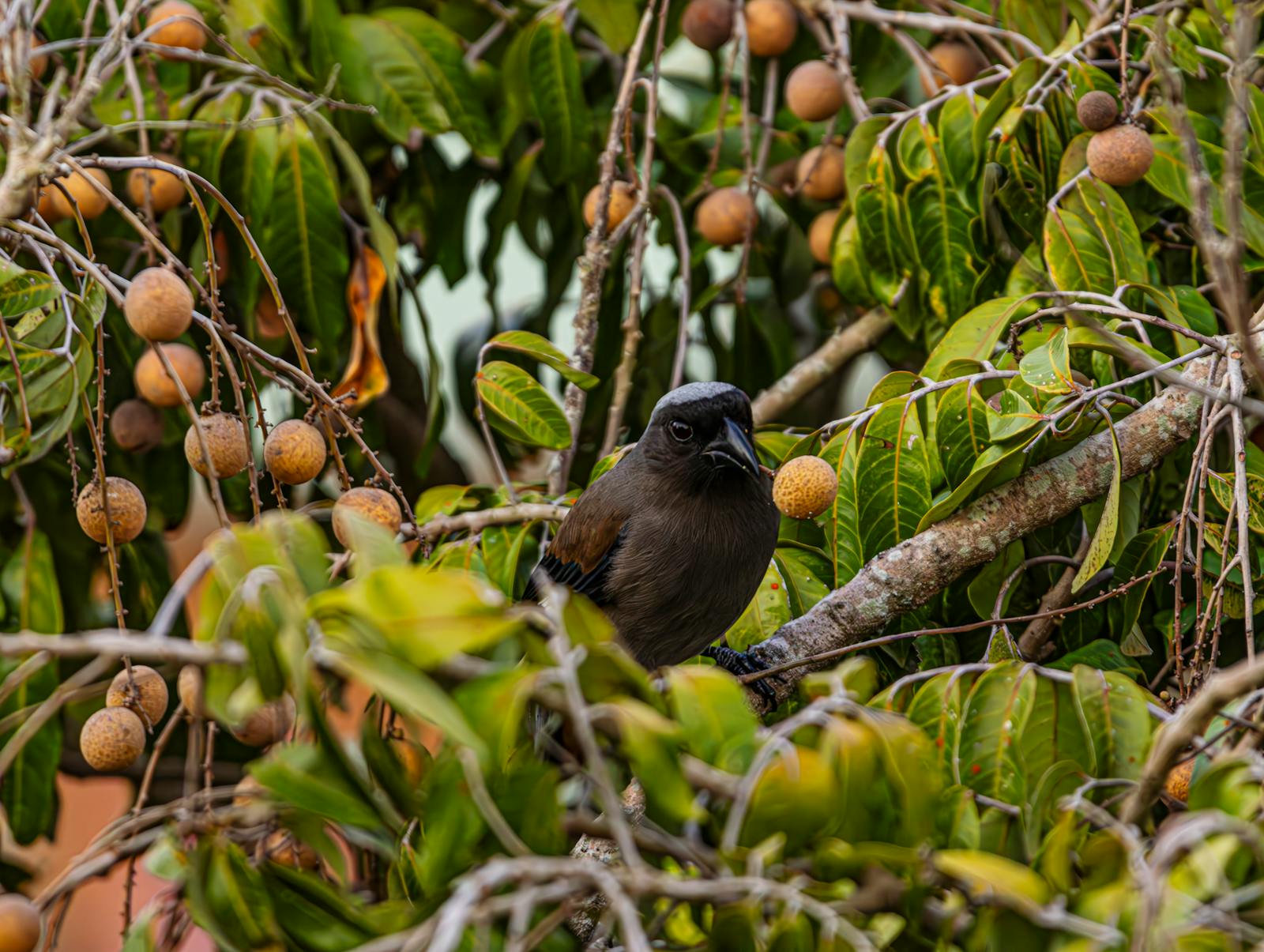 Autumn Leaf Photos, Download The BEST Free Autumn Leaf Stock Photos ...