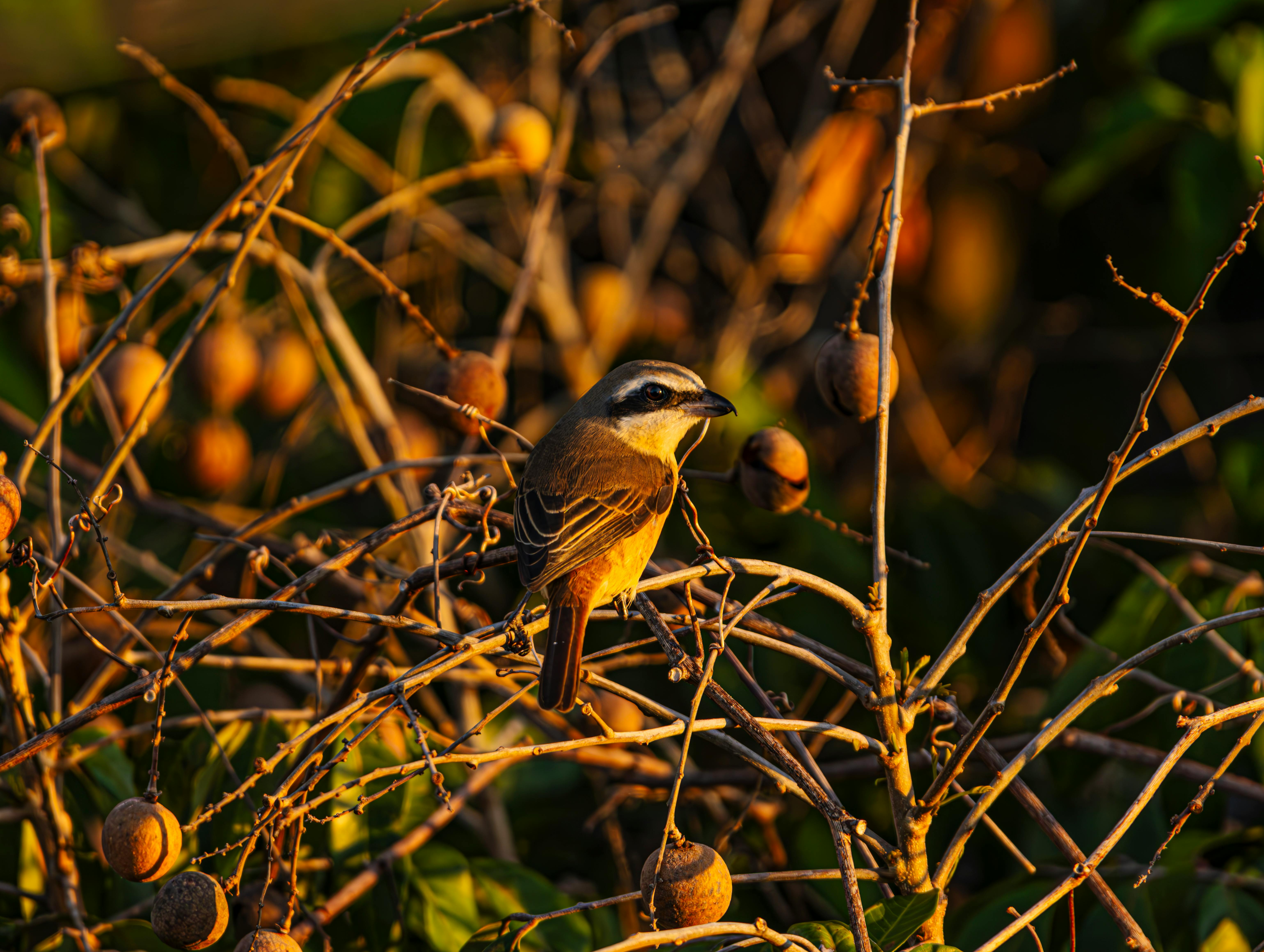 Twigs Photos, Download The BEST Free Twigs Stock Photos & HD Images