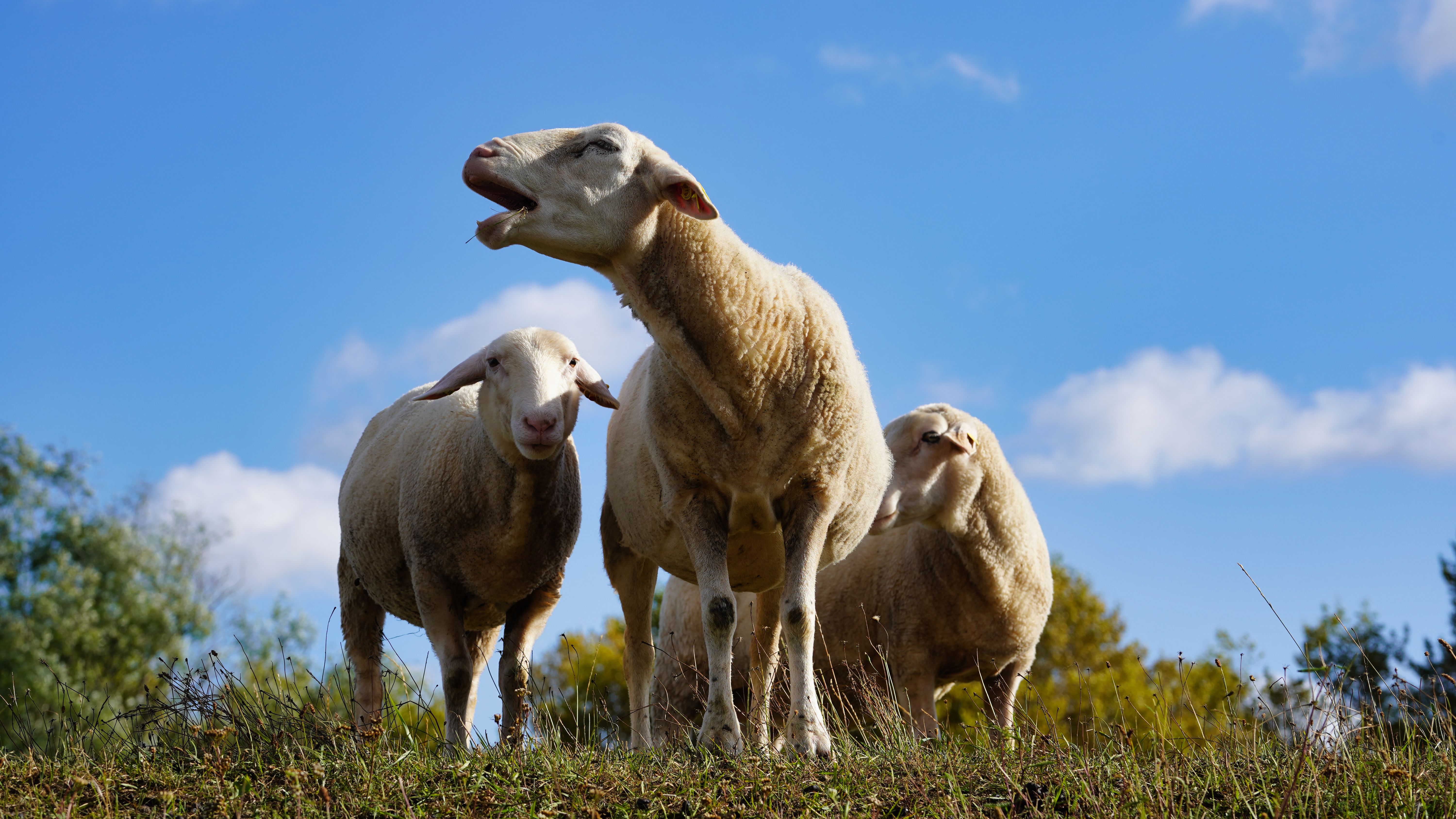 Animal Farm Photos, Download The BEST Free Animal Farm Stock Photos ...