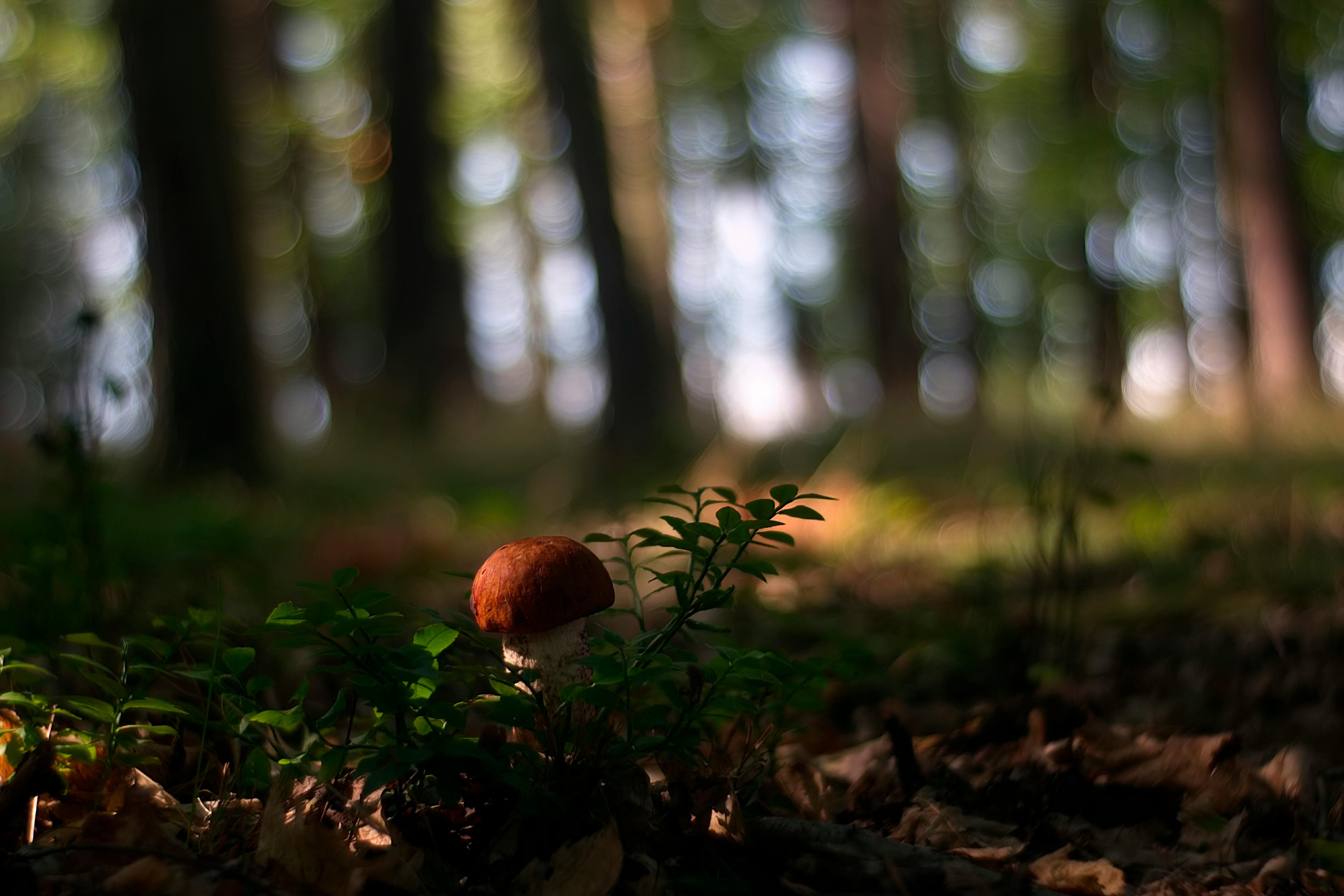 Fall Autumn Leaves Photos, Download The BEST Free Fall Autumn Leaves ...