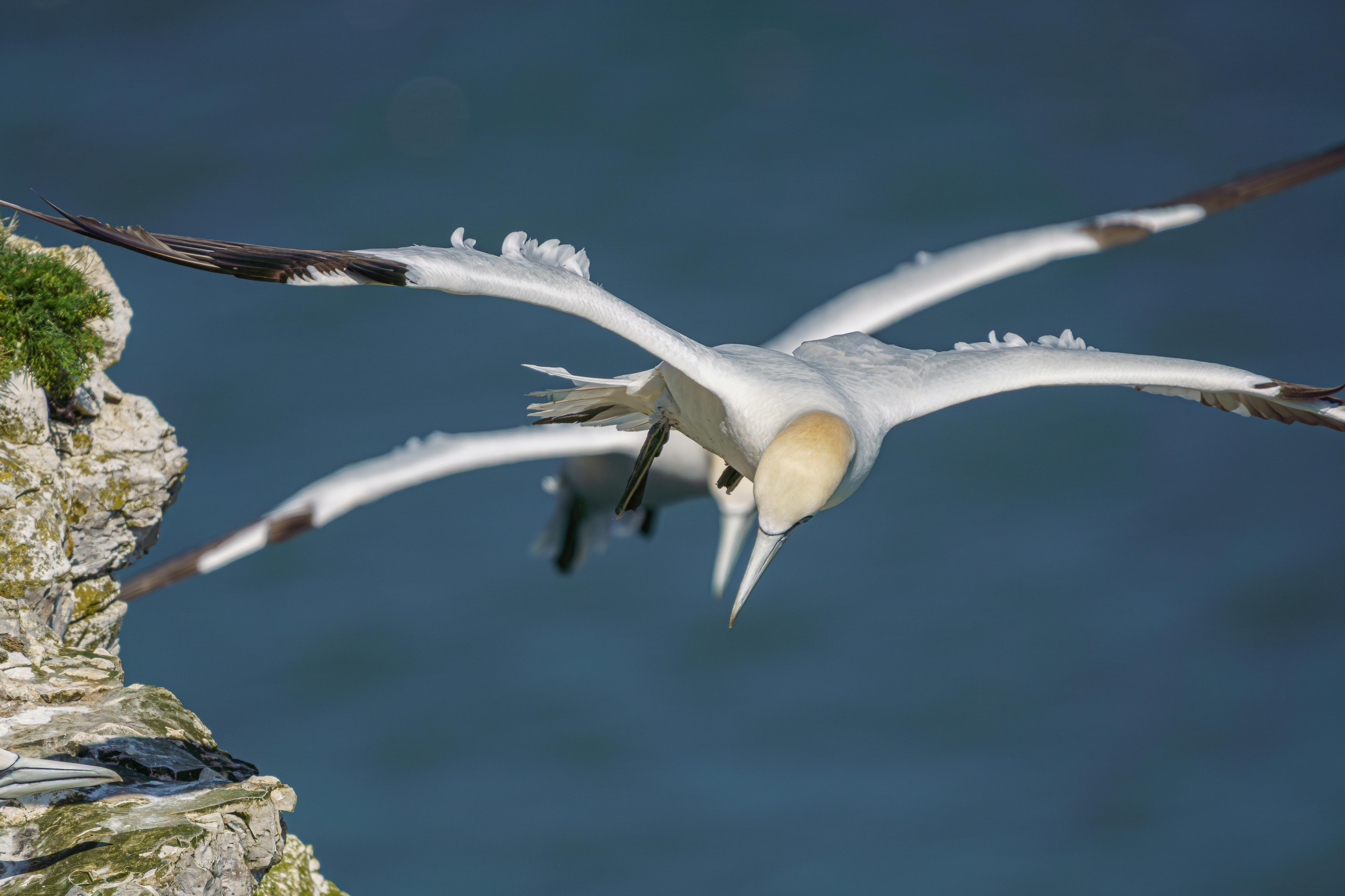 Gannet birds gliding over coastal cliff · Free Stock Photo