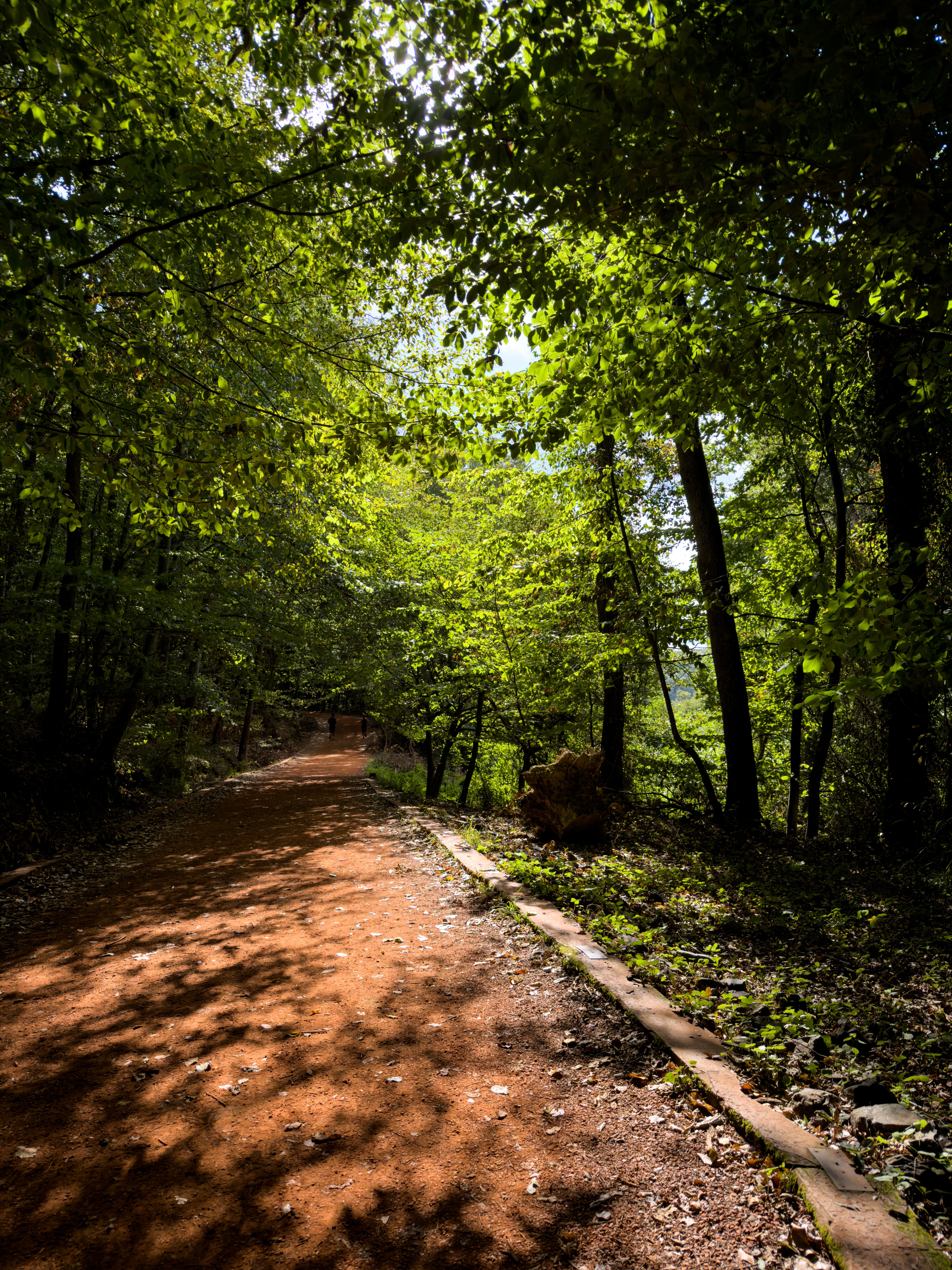 Peaceful Woodland Path in Green Forest · Free Stock Photo