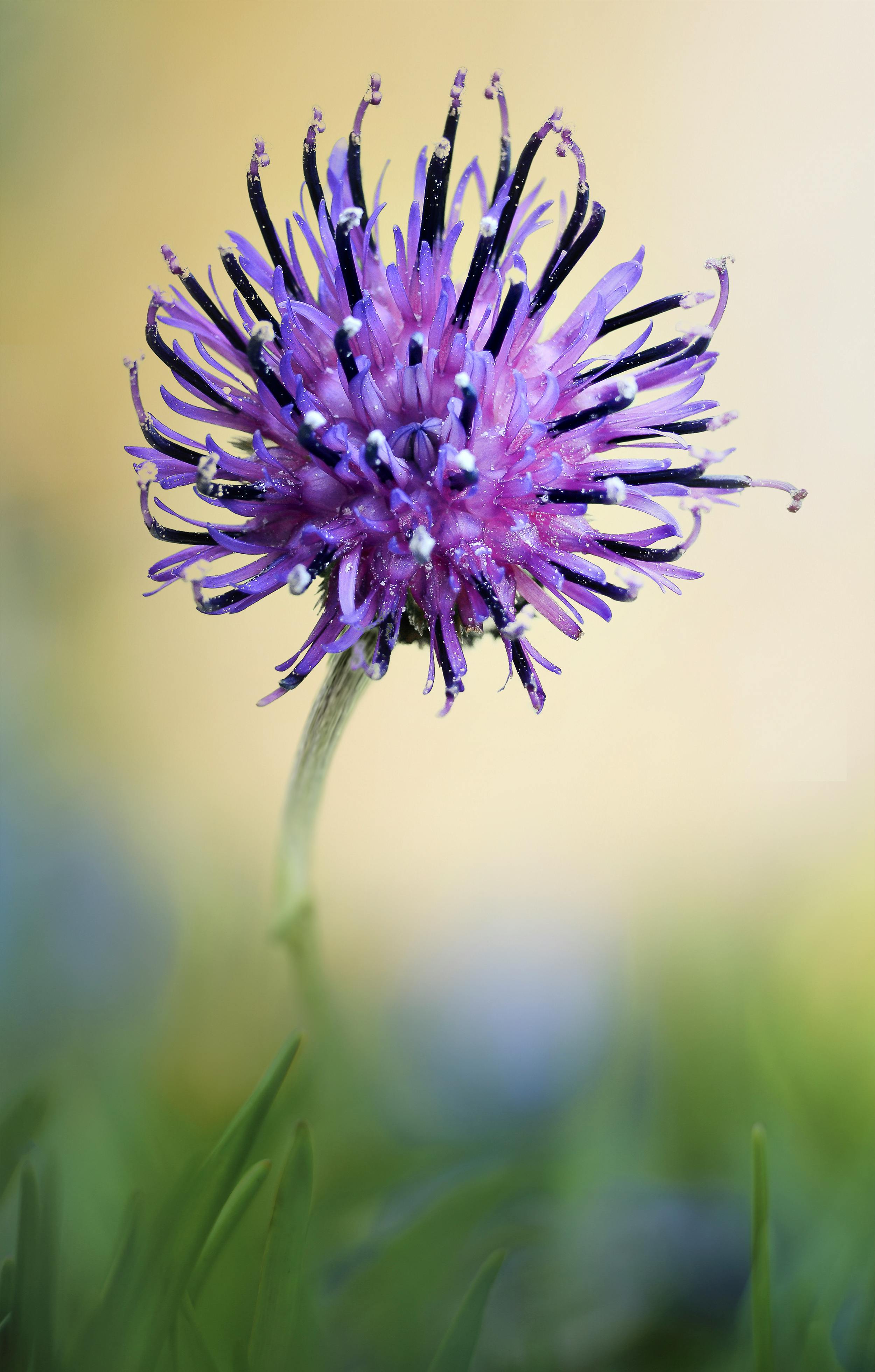 Carly+Aquilino+Bikini+Photos Photos, Download The BEST Free Carly ...