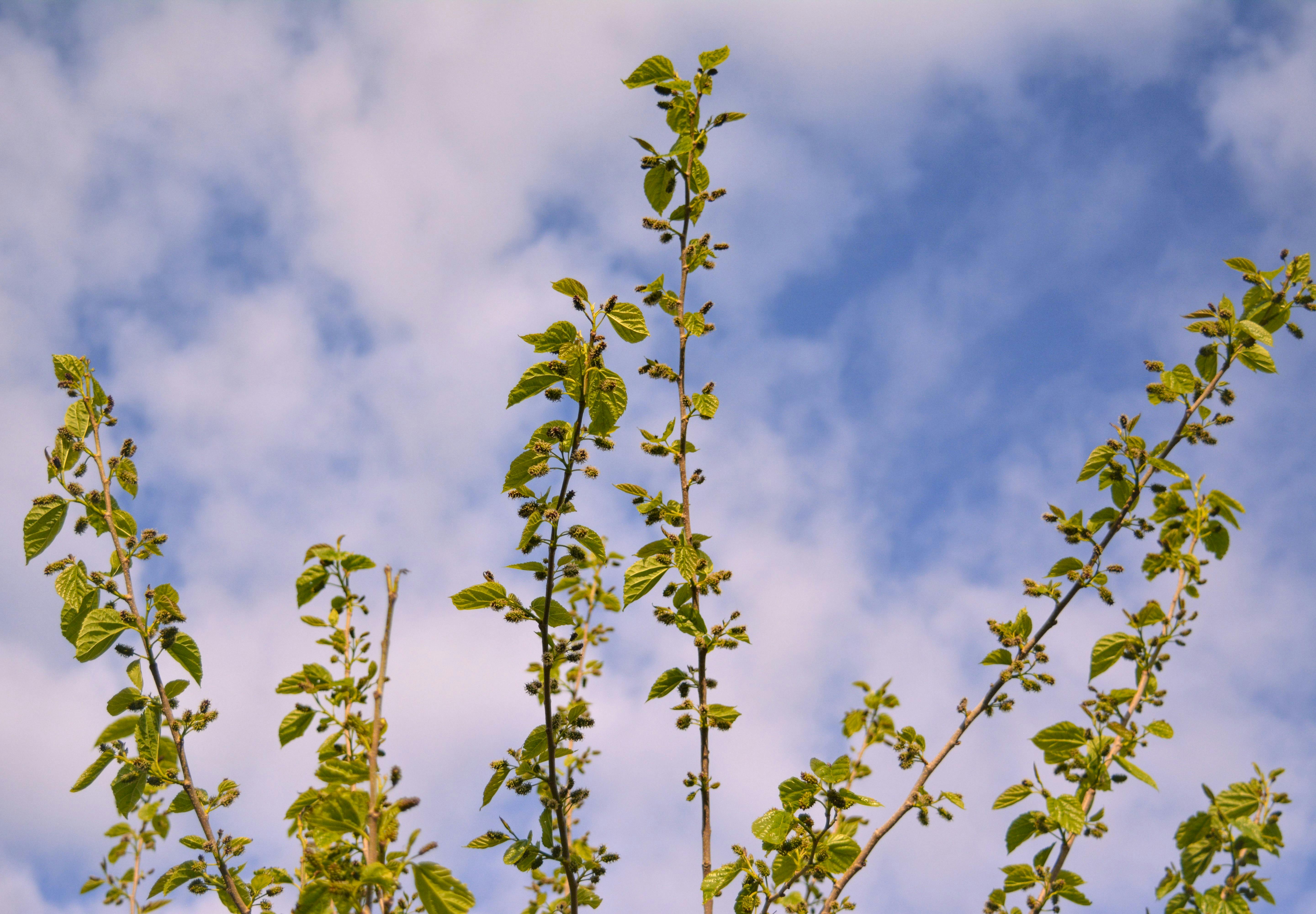 Twigs Photos, Download The BEST Free Twigs Stock Photos & HD Images