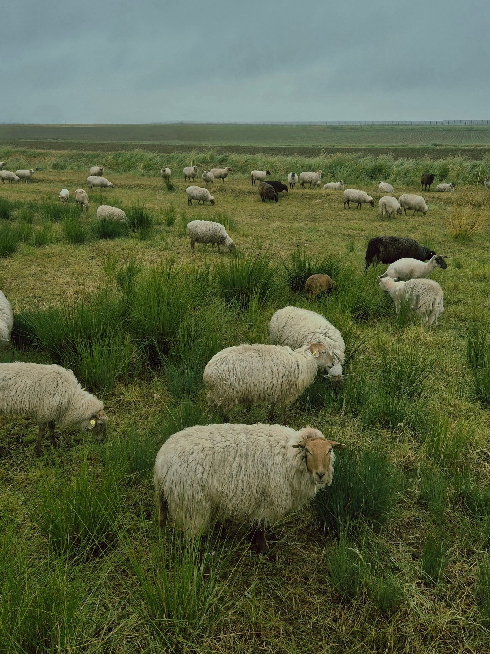 Sheep With A Shepherd Photos, Download The BEST Free Sheep With A ...