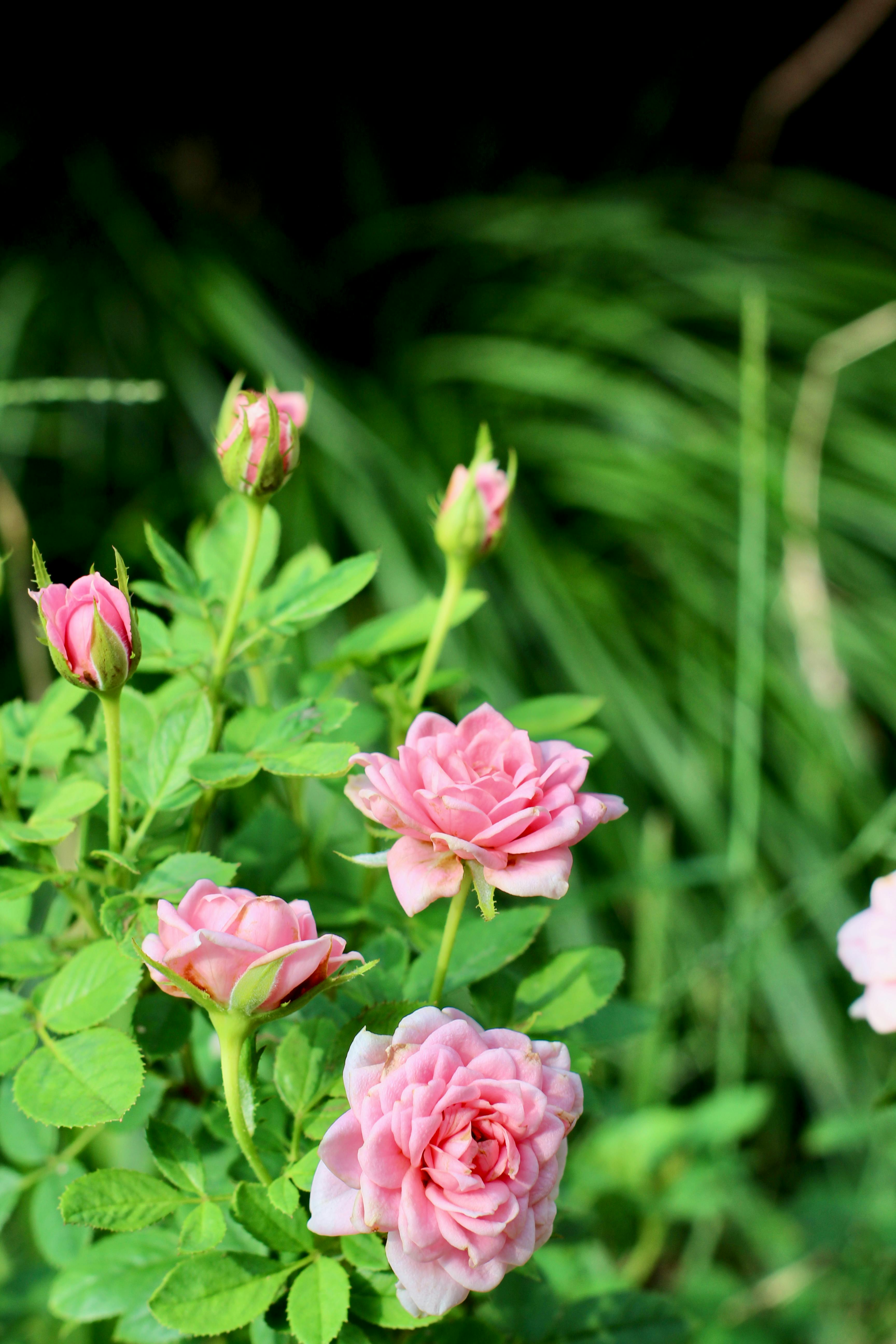 Spring. Photos, Download The BEST Free Spring. Stock Photos & HD Images