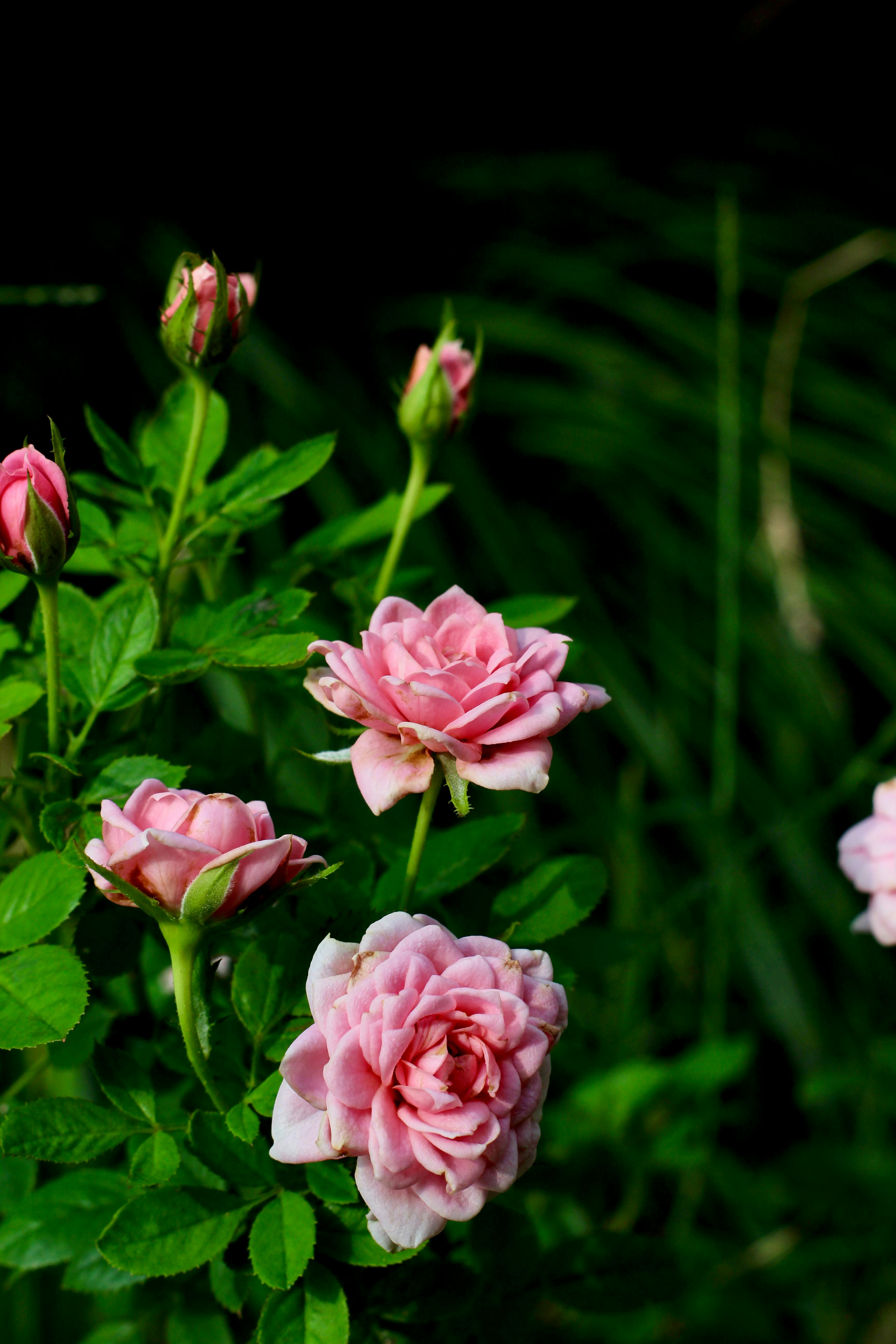 Clean+Girl+Hintergrund+Rosa Photos, Download The BEST Free Clean+Girl ...