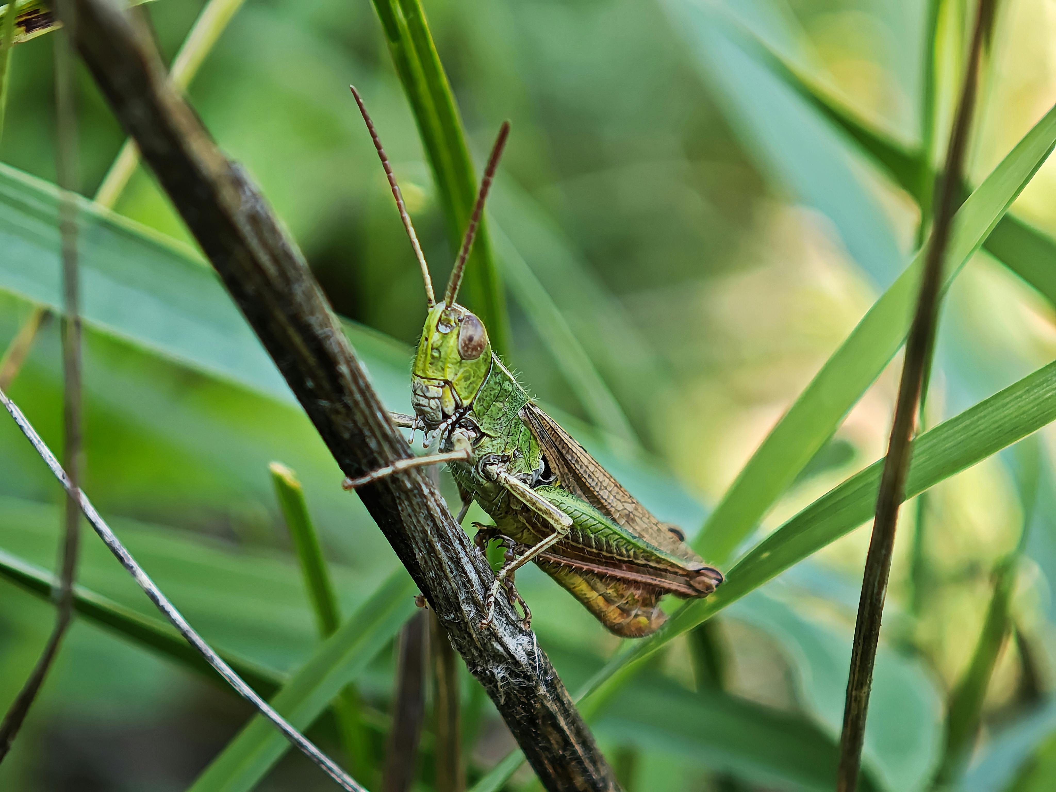 Locust Photos, Download The BEST Free Locust Stock Photos & HD Images