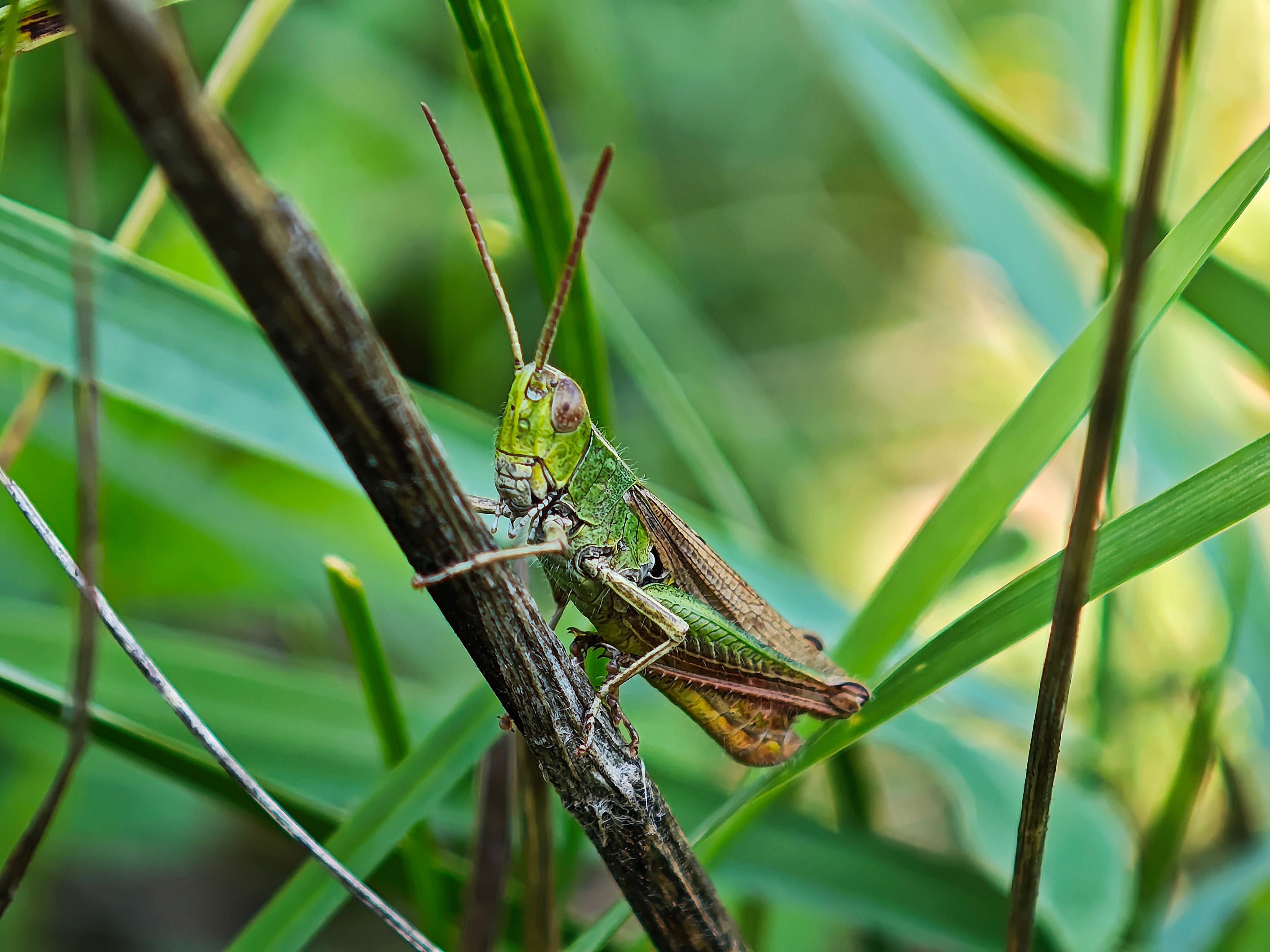 Close-up of a Grasshopper on a Branch in Nature · Free Stock Photo