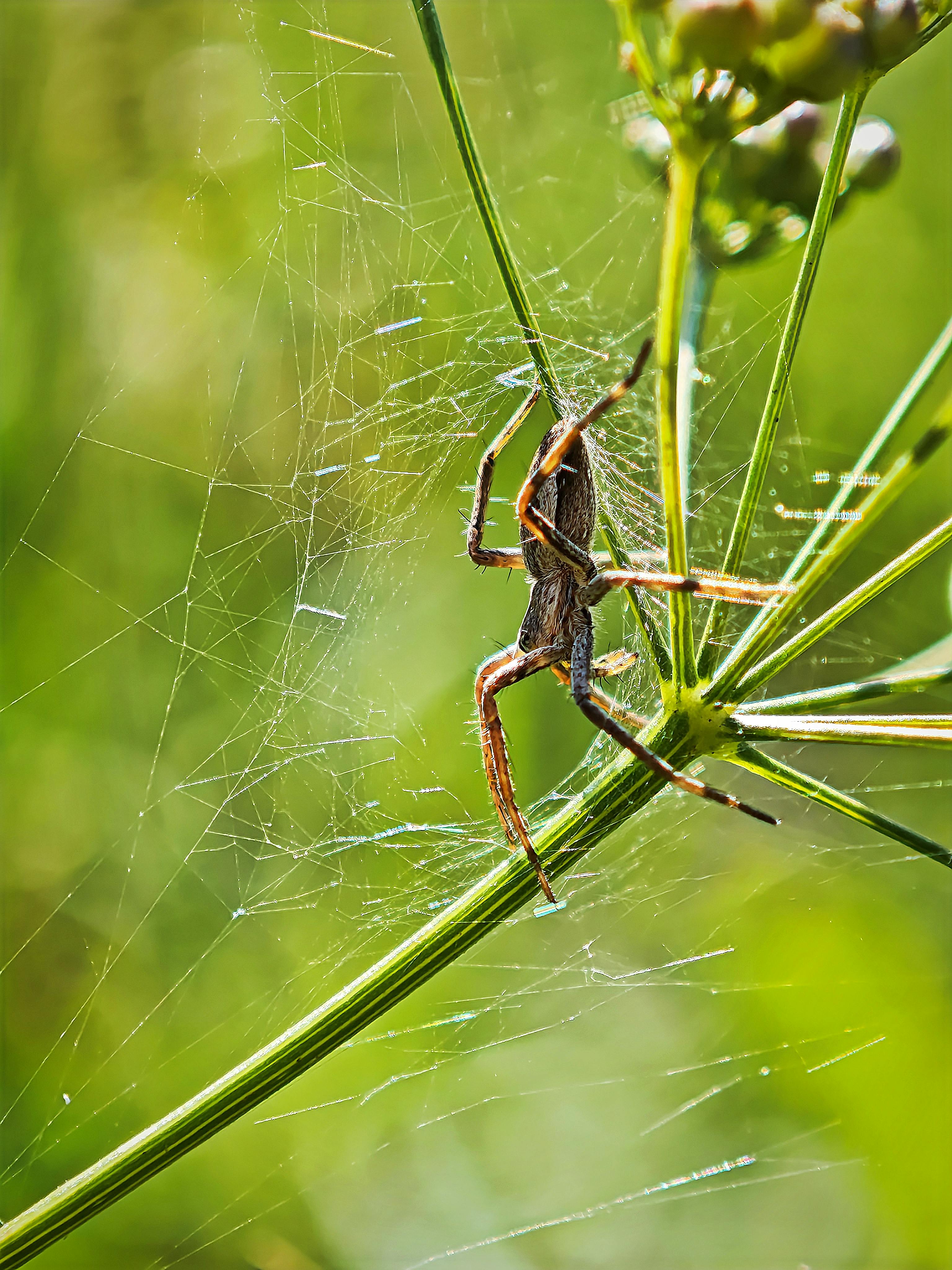 Spring. Photos, Download The BEST Free Spring. Stock Photos & HD Images