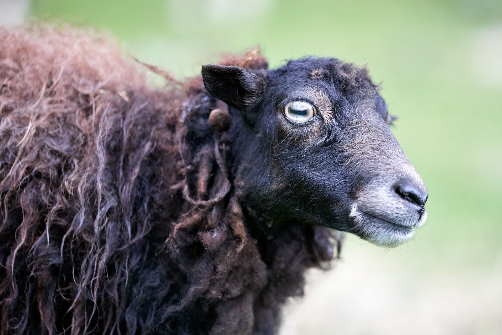 Pictures Of Sheep Photos, Download The BEST Free Pictures Of Sheep ...