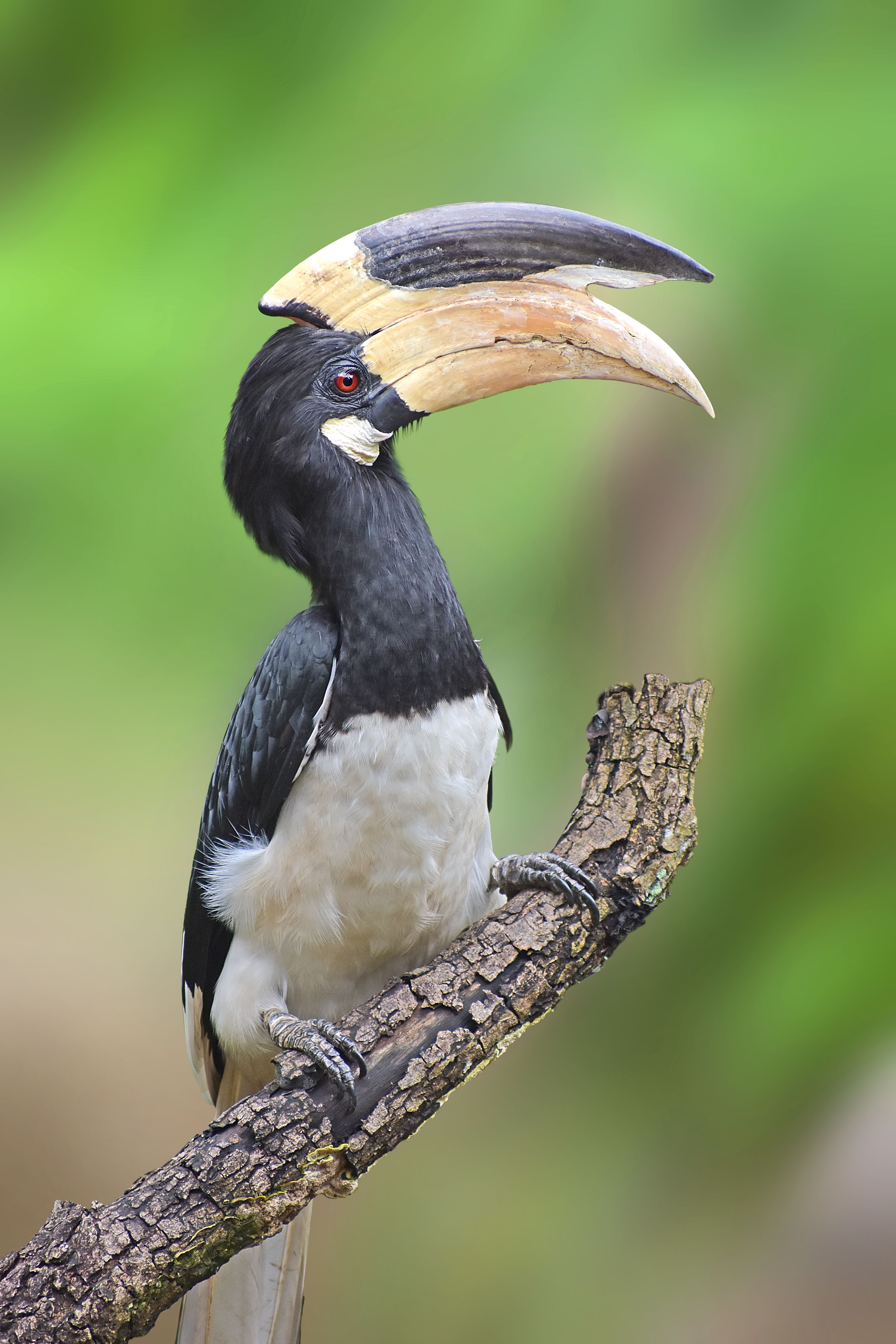 Malabar Pied Hornbill in Maharashtra's Natural Habitat · Free Stock Photo