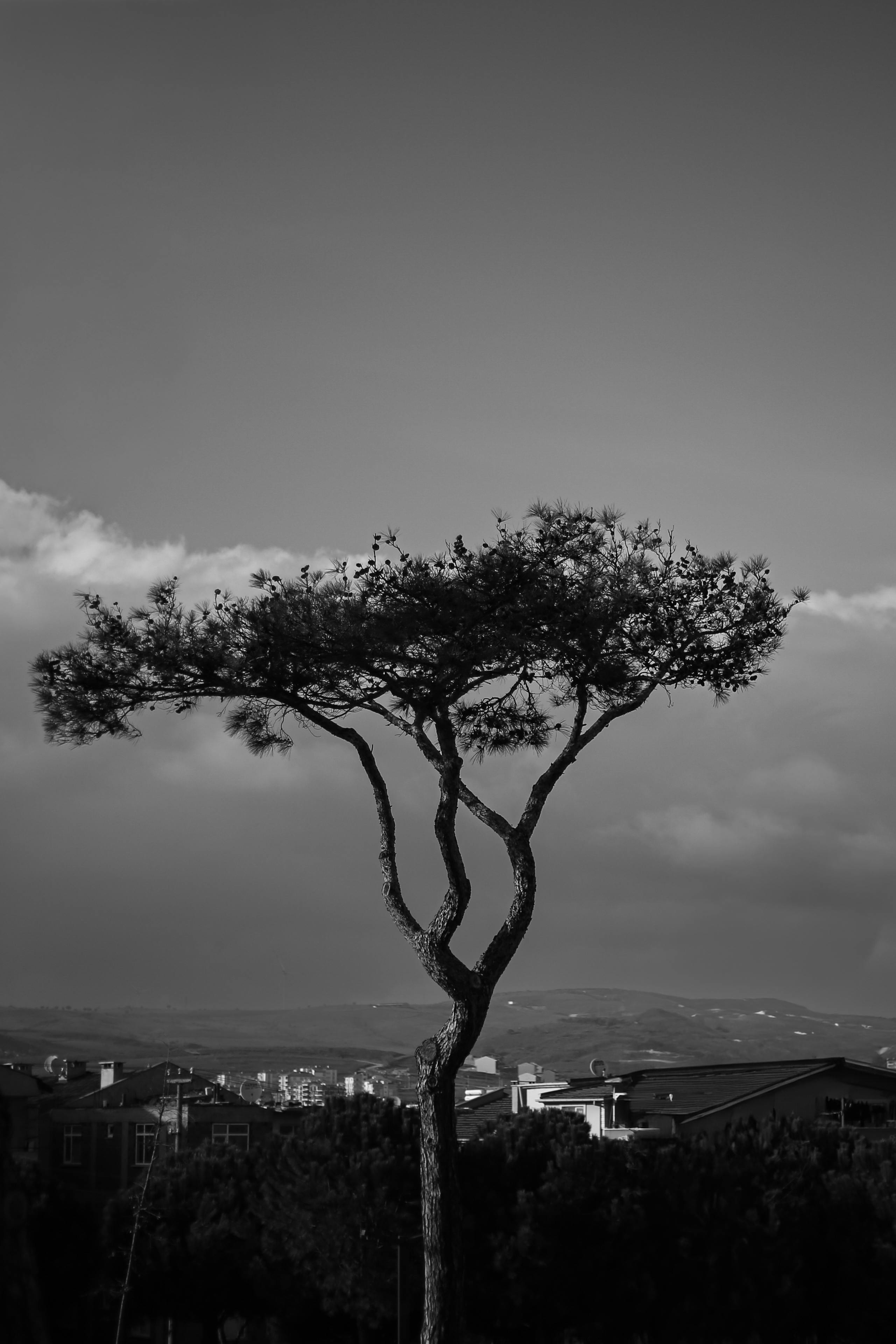 High Contrast Photos, Download The BEST Free High Contrast Stock Photos ...